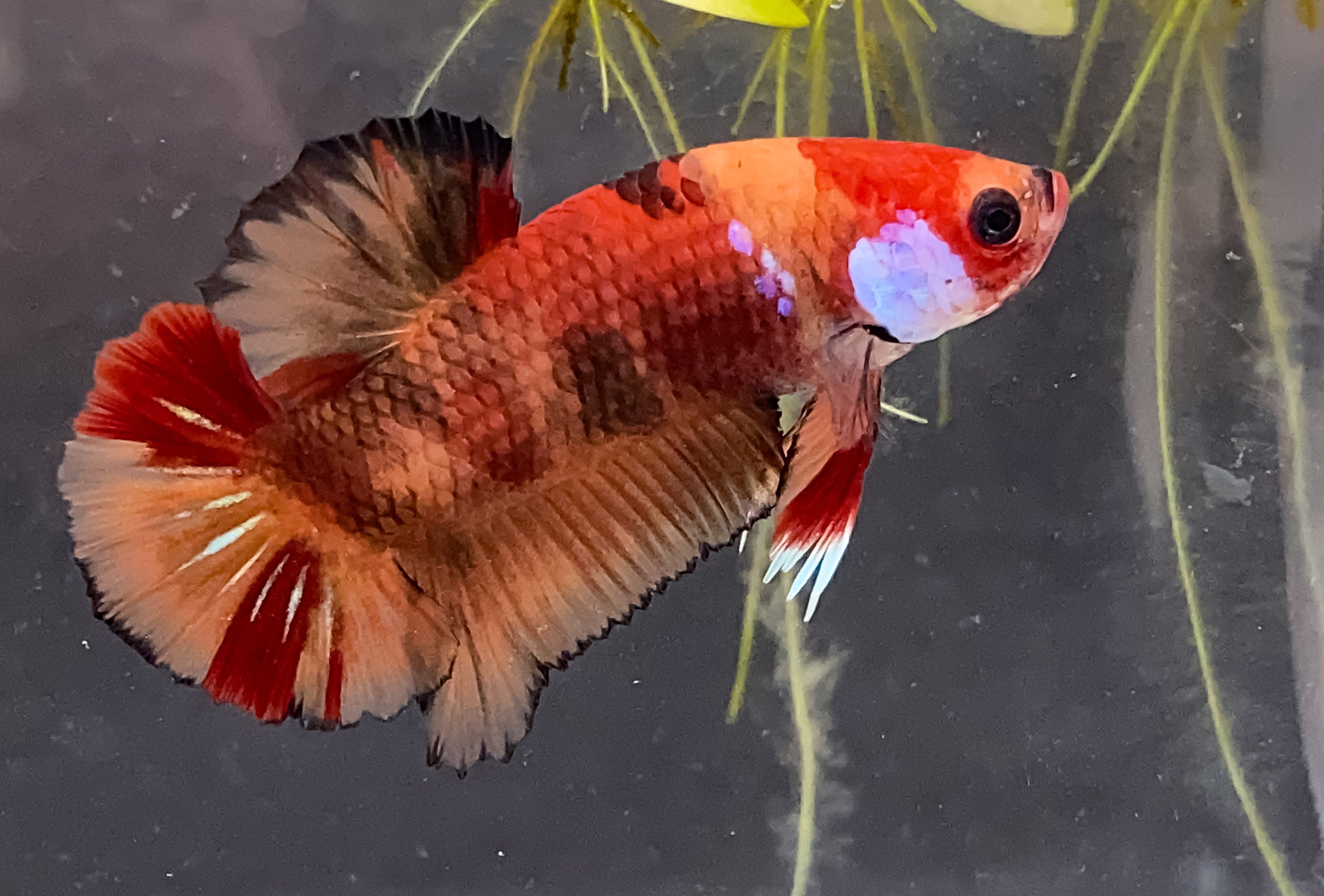 Nemo Koi HMPK Male | Fancy Fishes