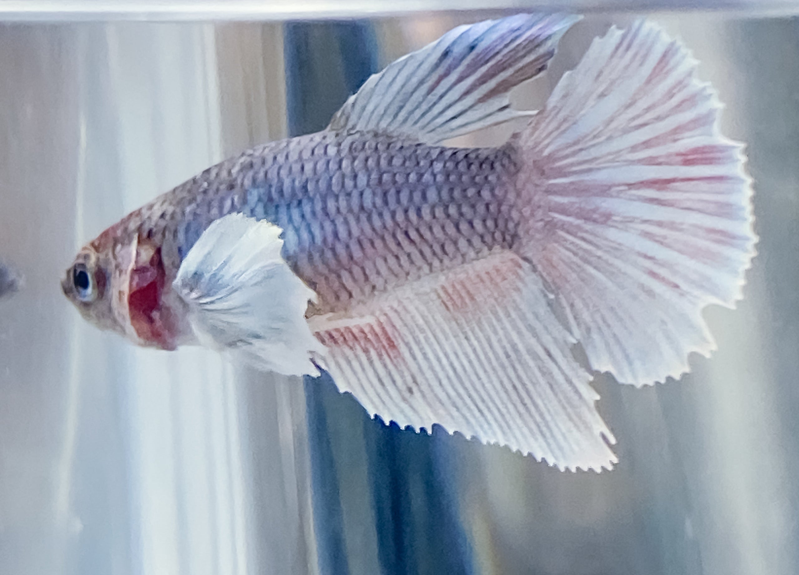 Pastel Dumbo Delta Female | Fancy Fishes