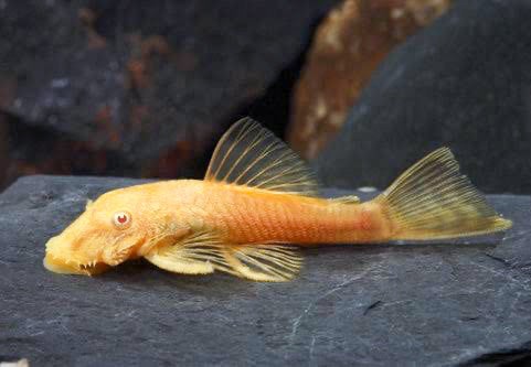 Albino Bristlenose Pleco 7-9cm | Fancy Fishes