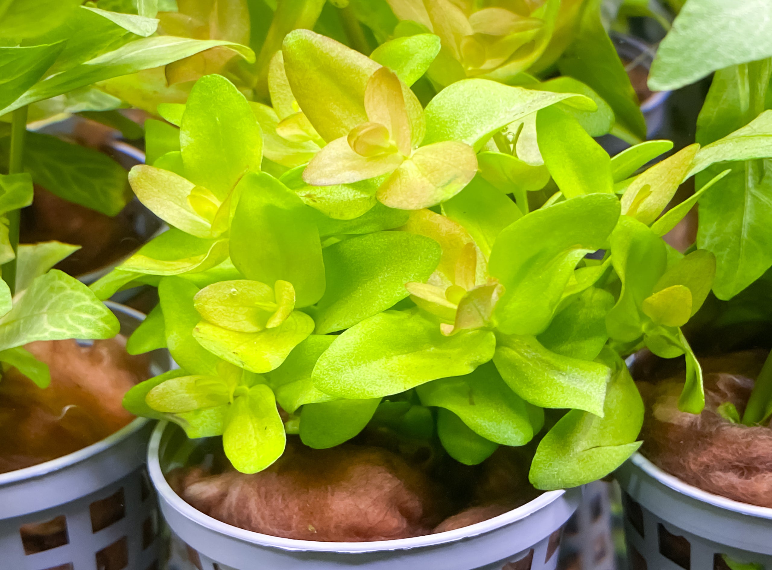 Bacopa Japan | Fancy Fishes