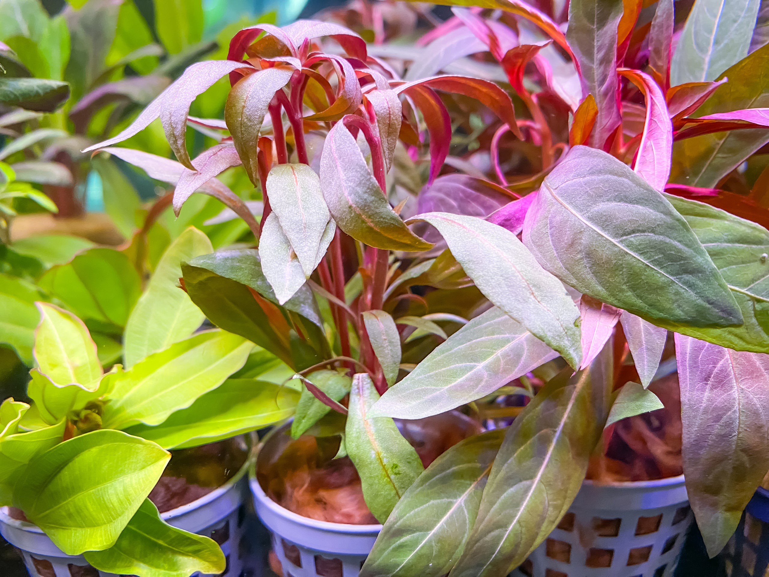 Alternanthera Rosaefolia | Fancy Fishes