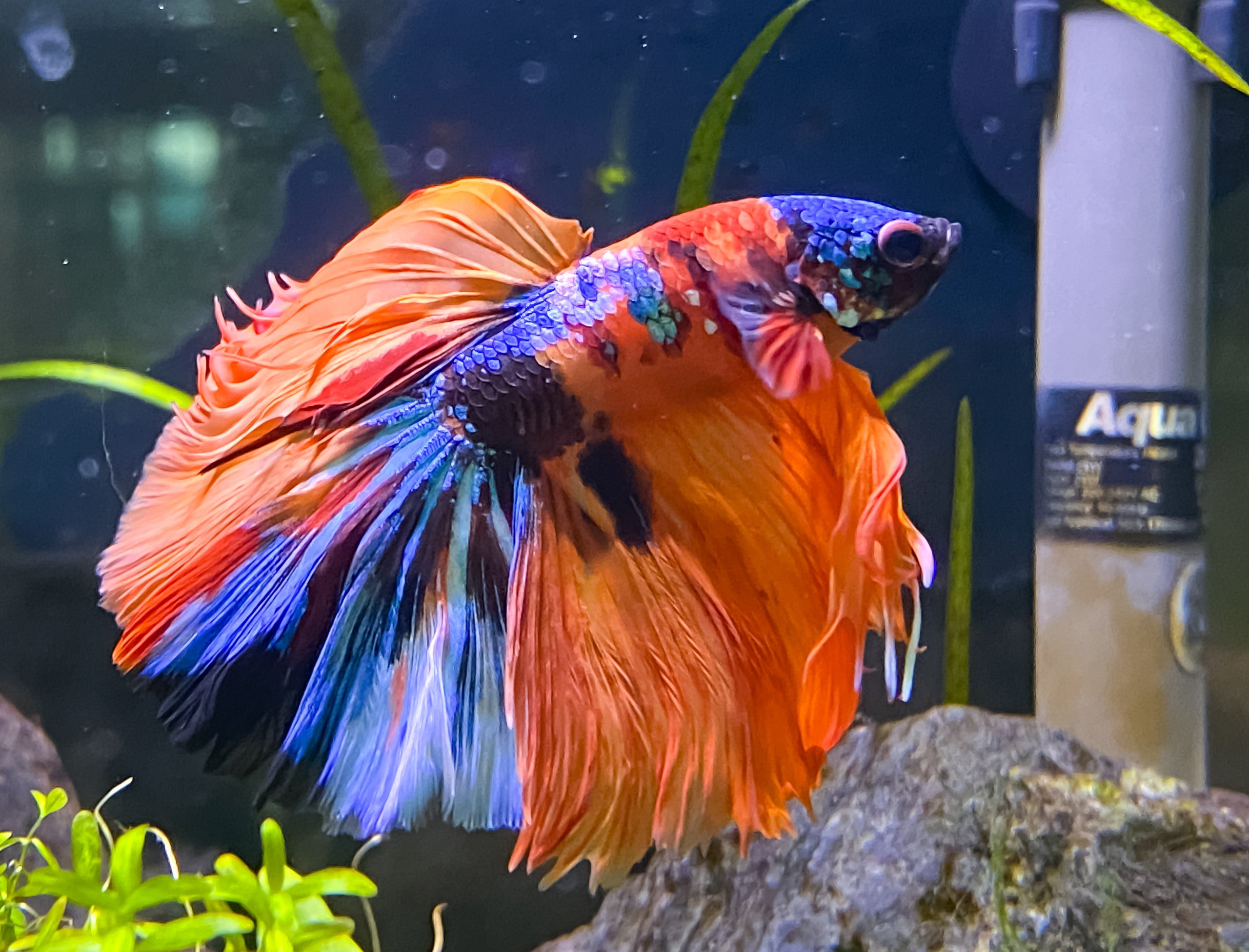 Nemo Galaxy Halfmoon Male | Fancy Fishes