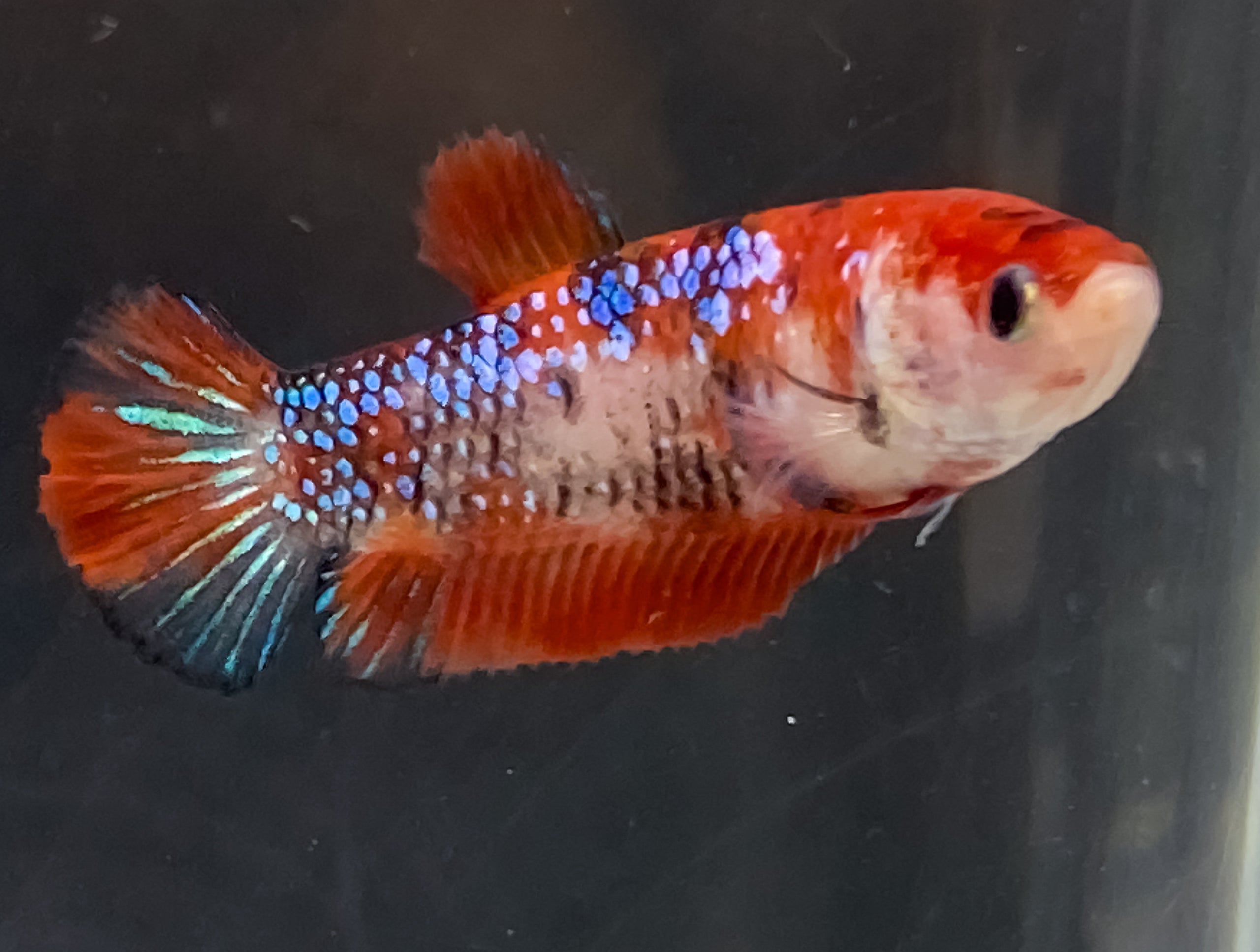 Red Koi Galaxy HMPK Female | Fancy Fishes