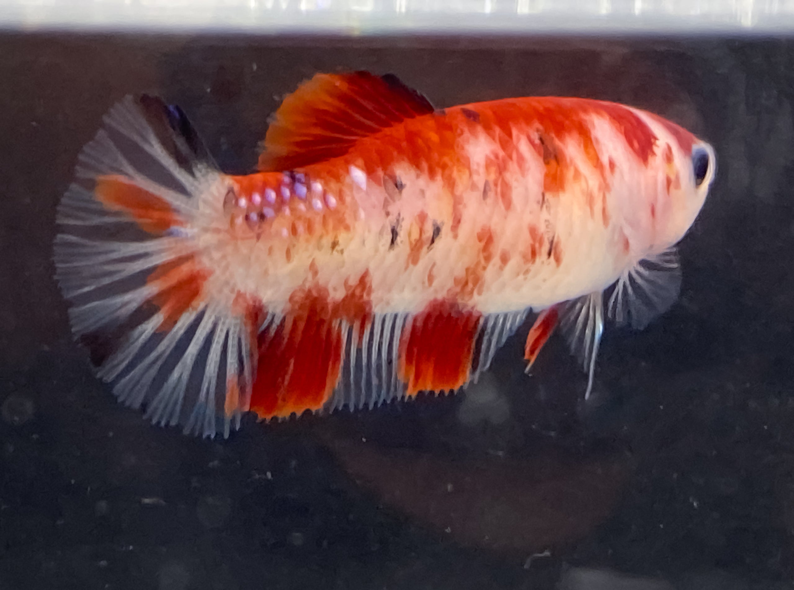 Red Koi HMPK Female | Fancy Fishes