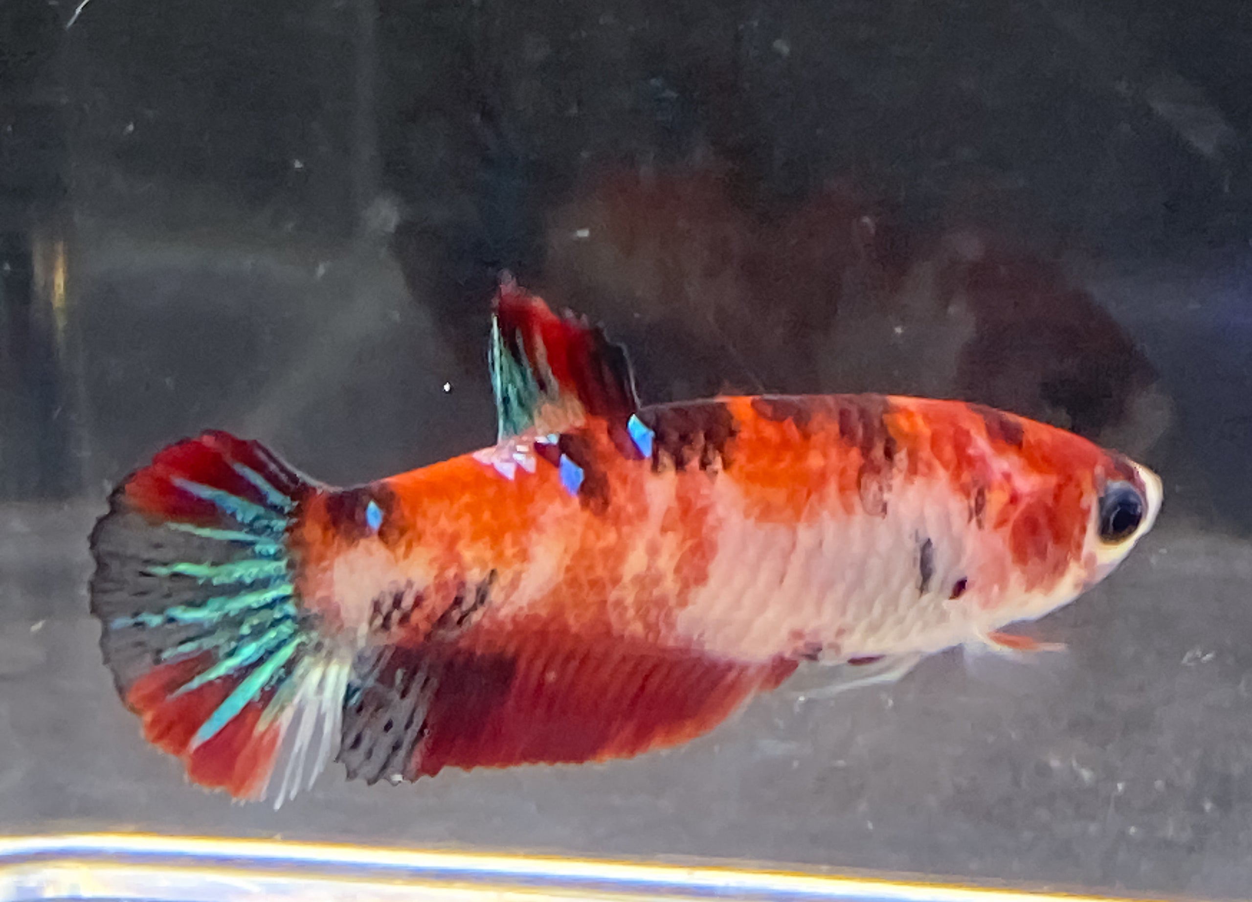 Red Koi Galaxy HMPK Female | Fancy Fishes