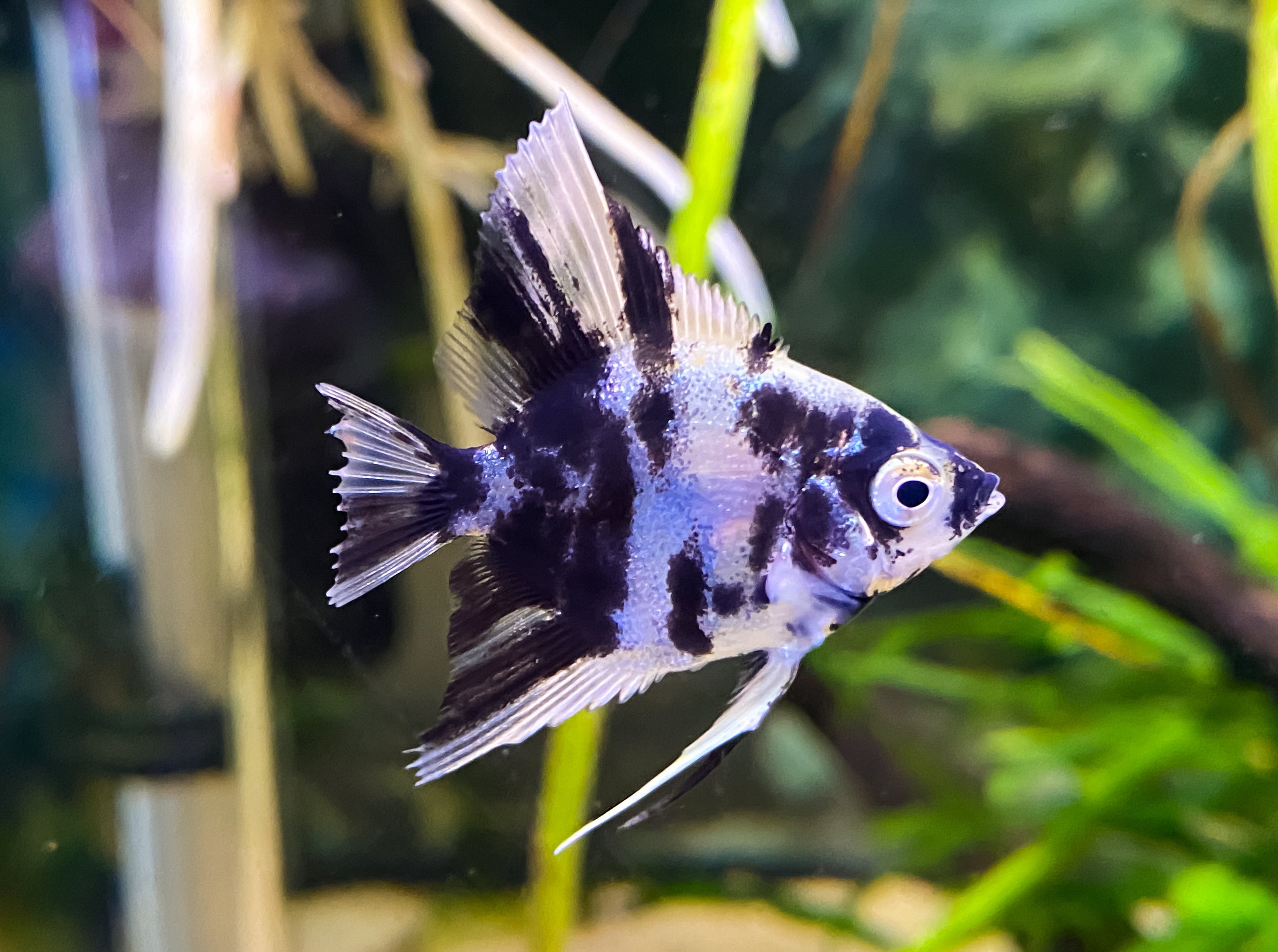 Panda Angel Fish | Fancy Fishes