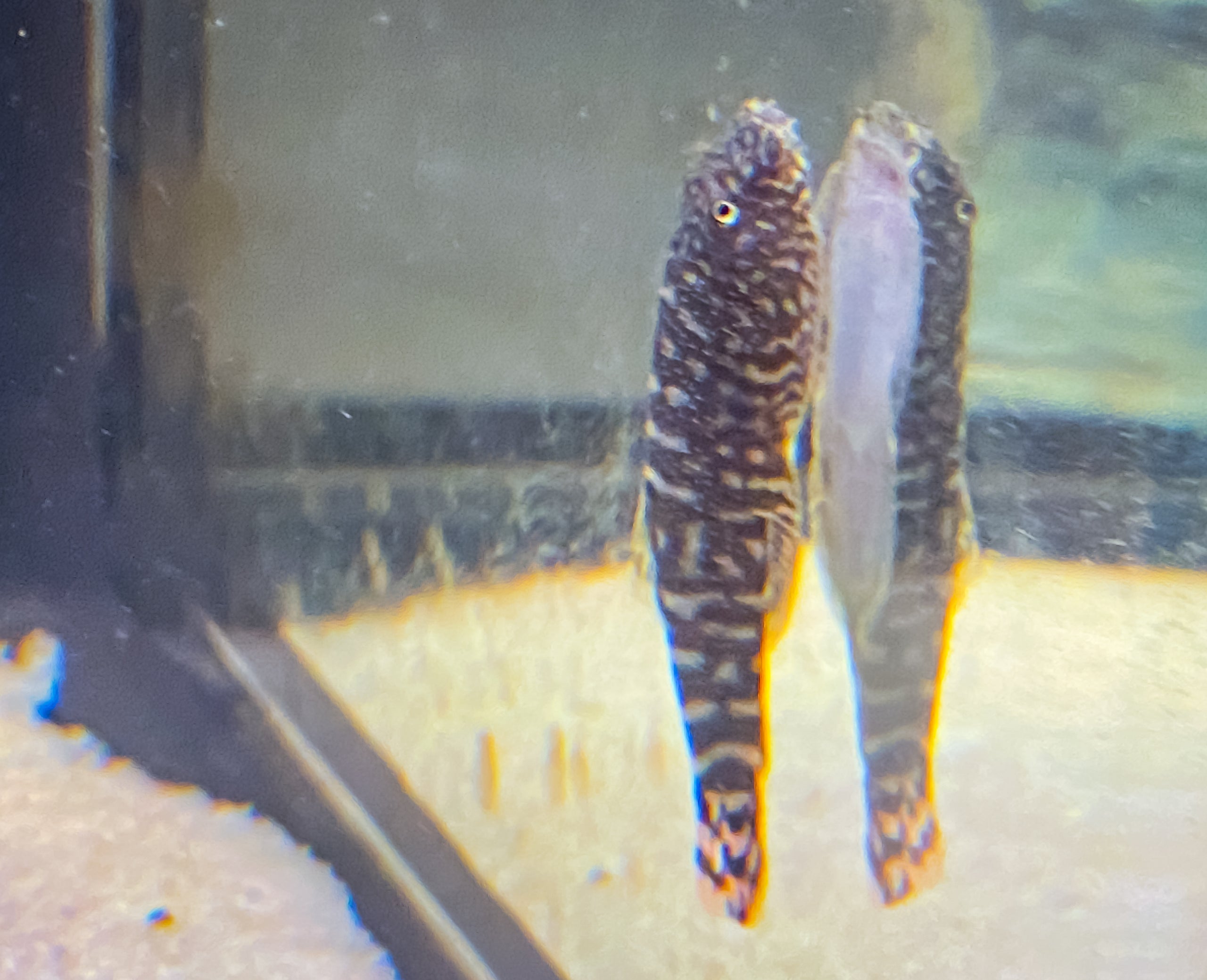 Zebra Pink Tail Borneo Sucker -SK1 | Fancy Fishes
