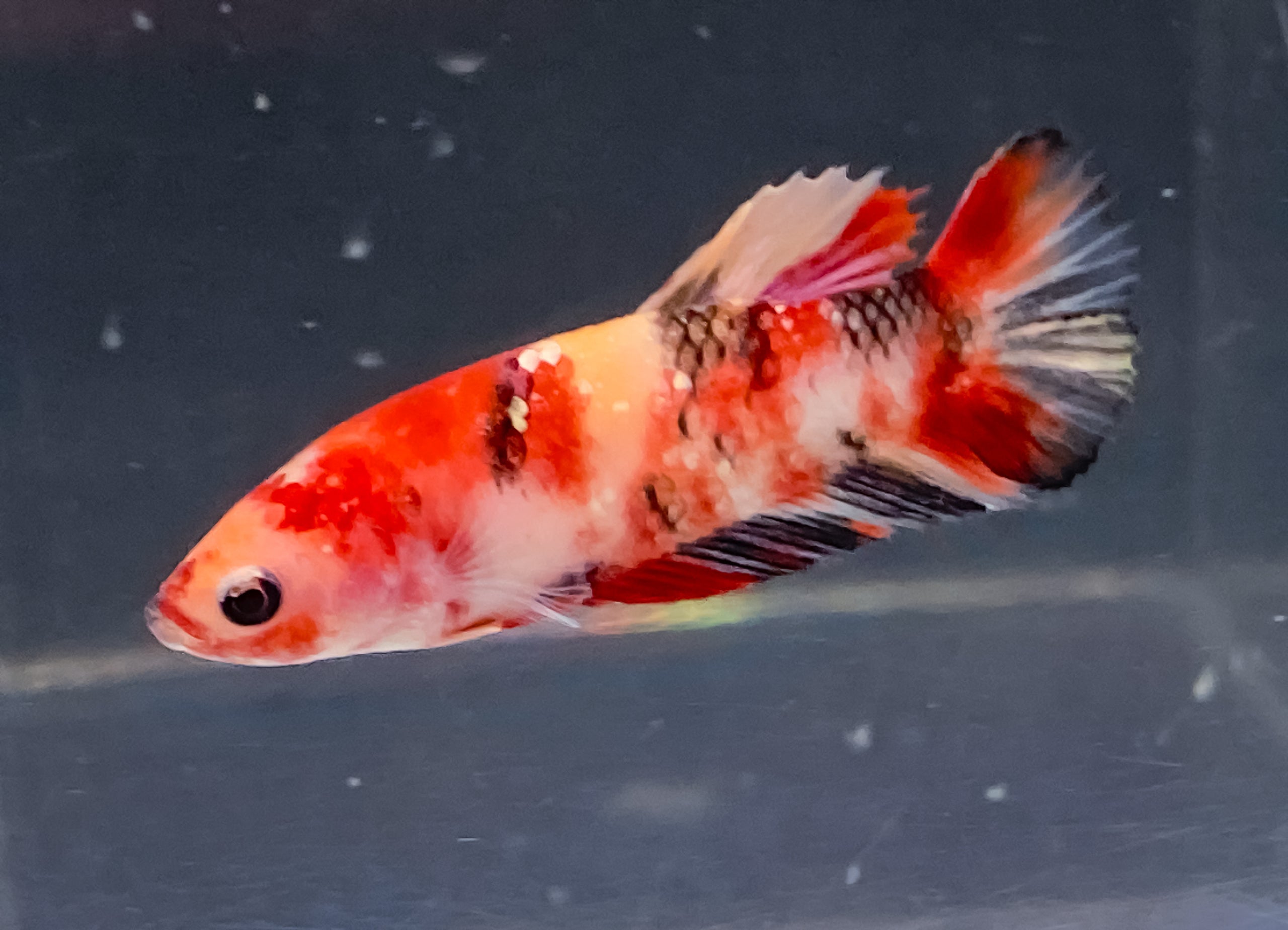 Red Koi Galaxy HMPK Female | Fancy Fishes