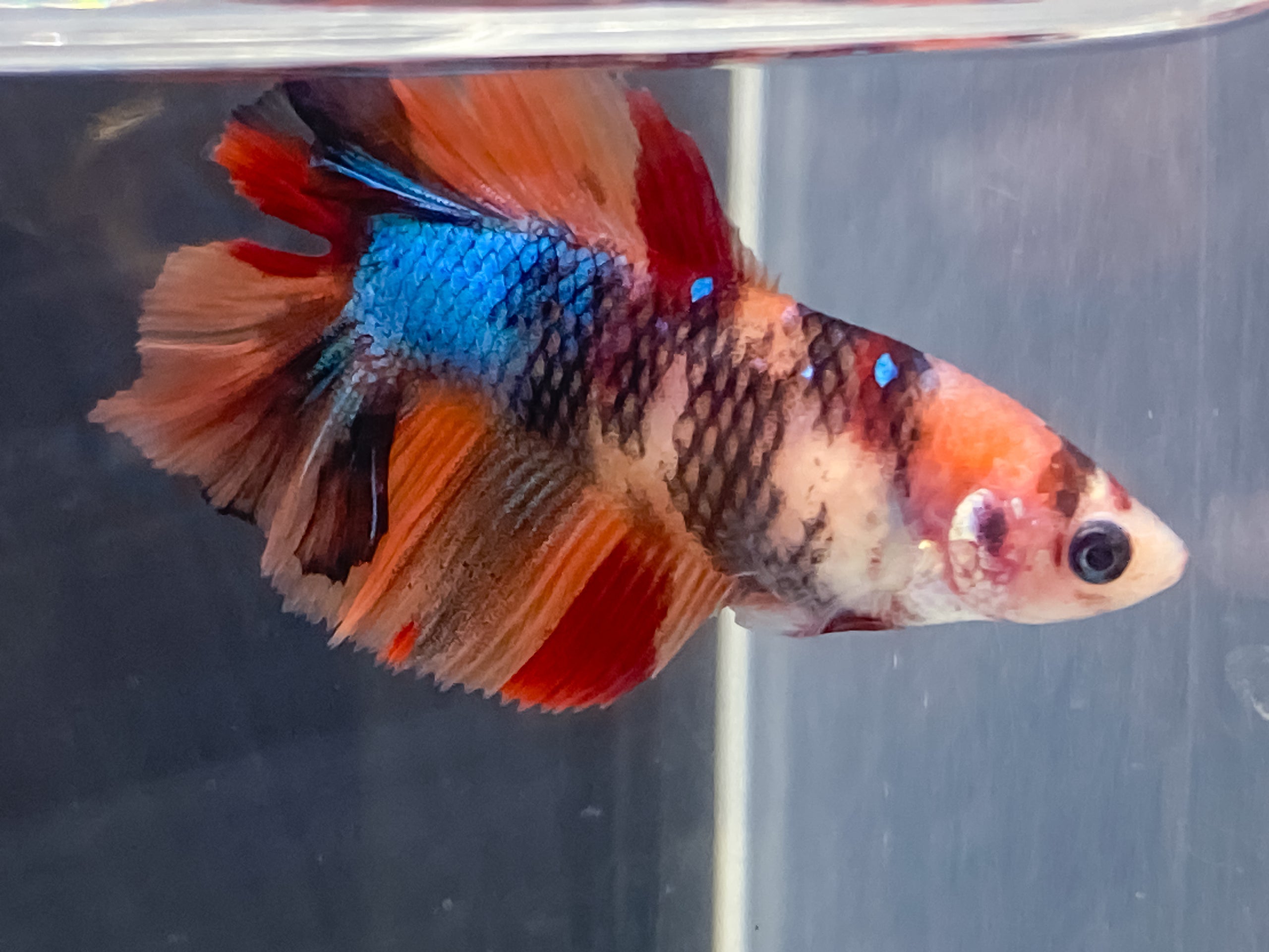 Nemo Koi Double Tail Female | Fancy Fishes