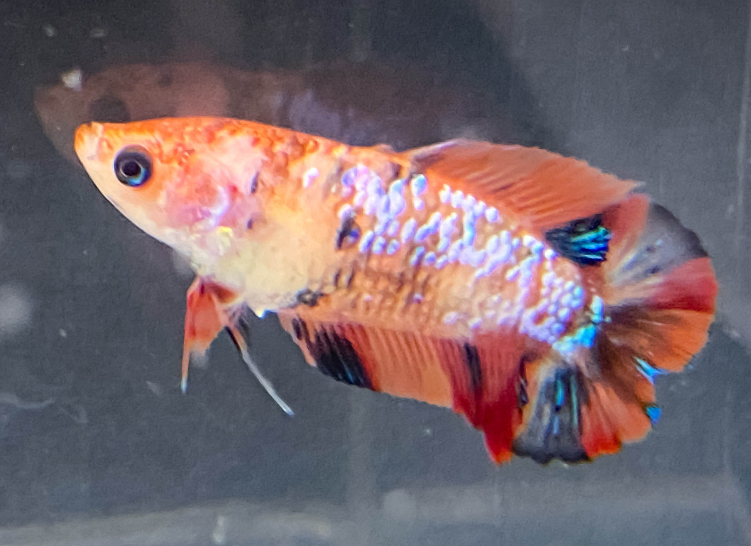 Koi Double Tail Female | Fancy Fishes