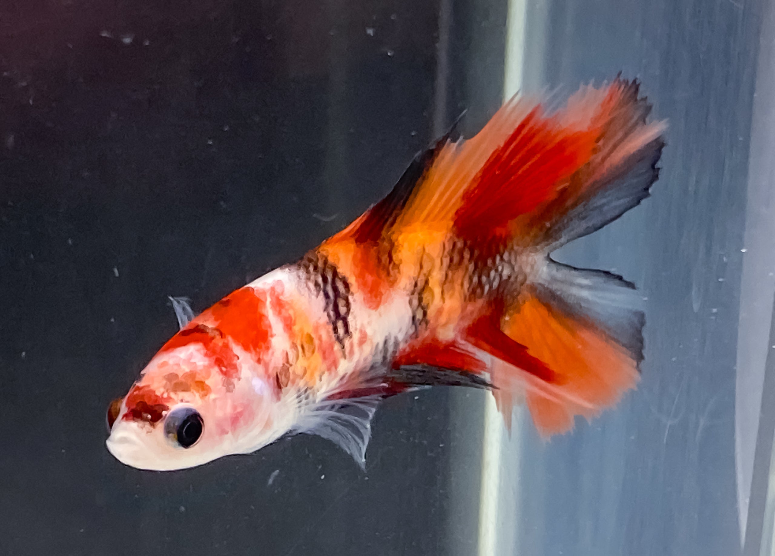 Nemo Koi Double Tail Female | Fancy Fishes