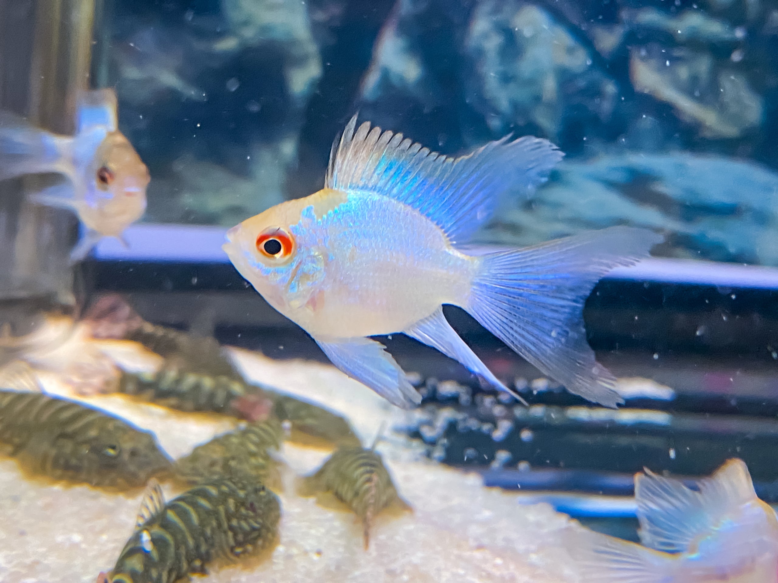 Electric Blue Balloon Ram | Fancy Fishes