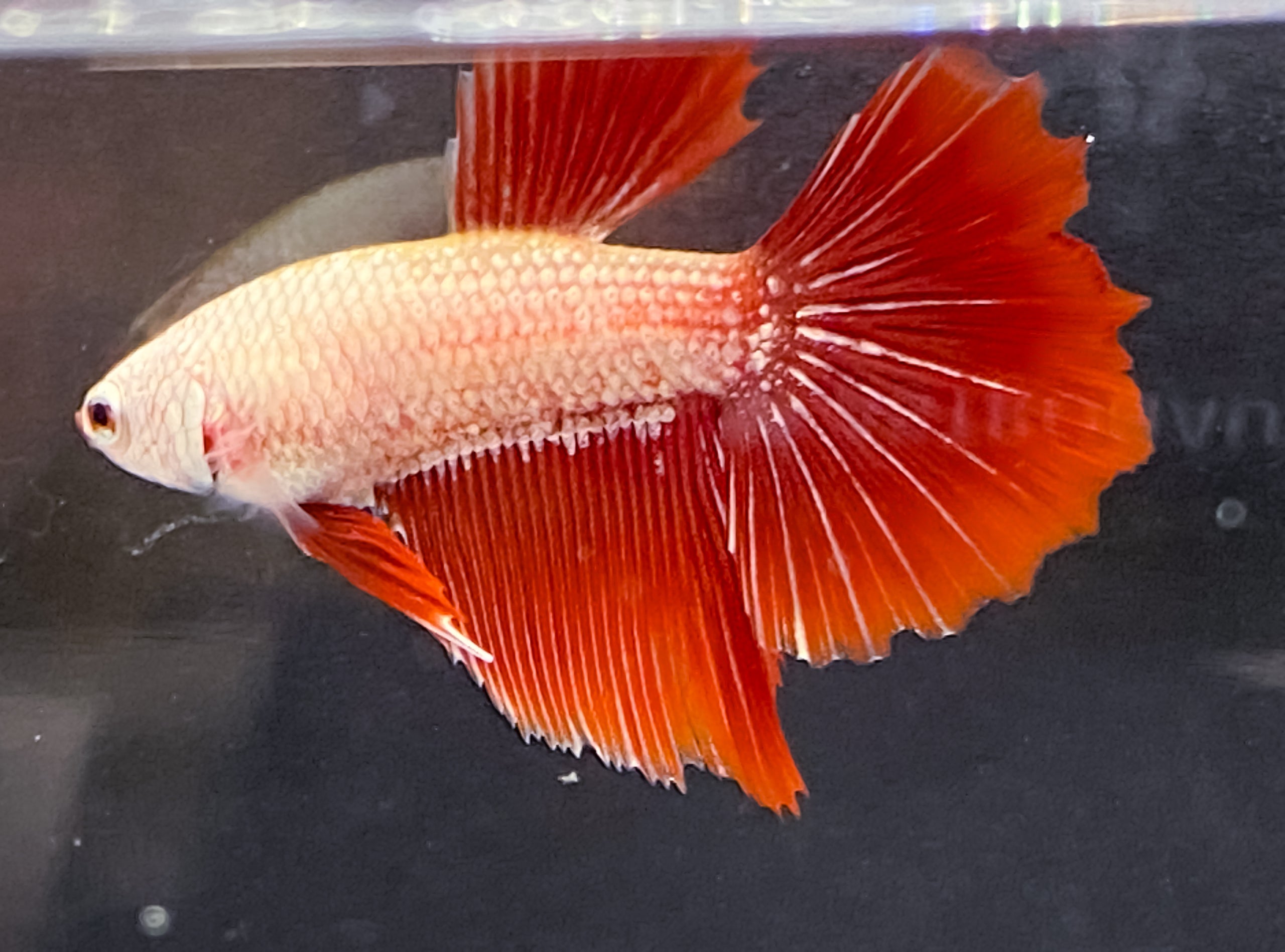 Red Dragon Halfmoon Male | Fancy Fishes