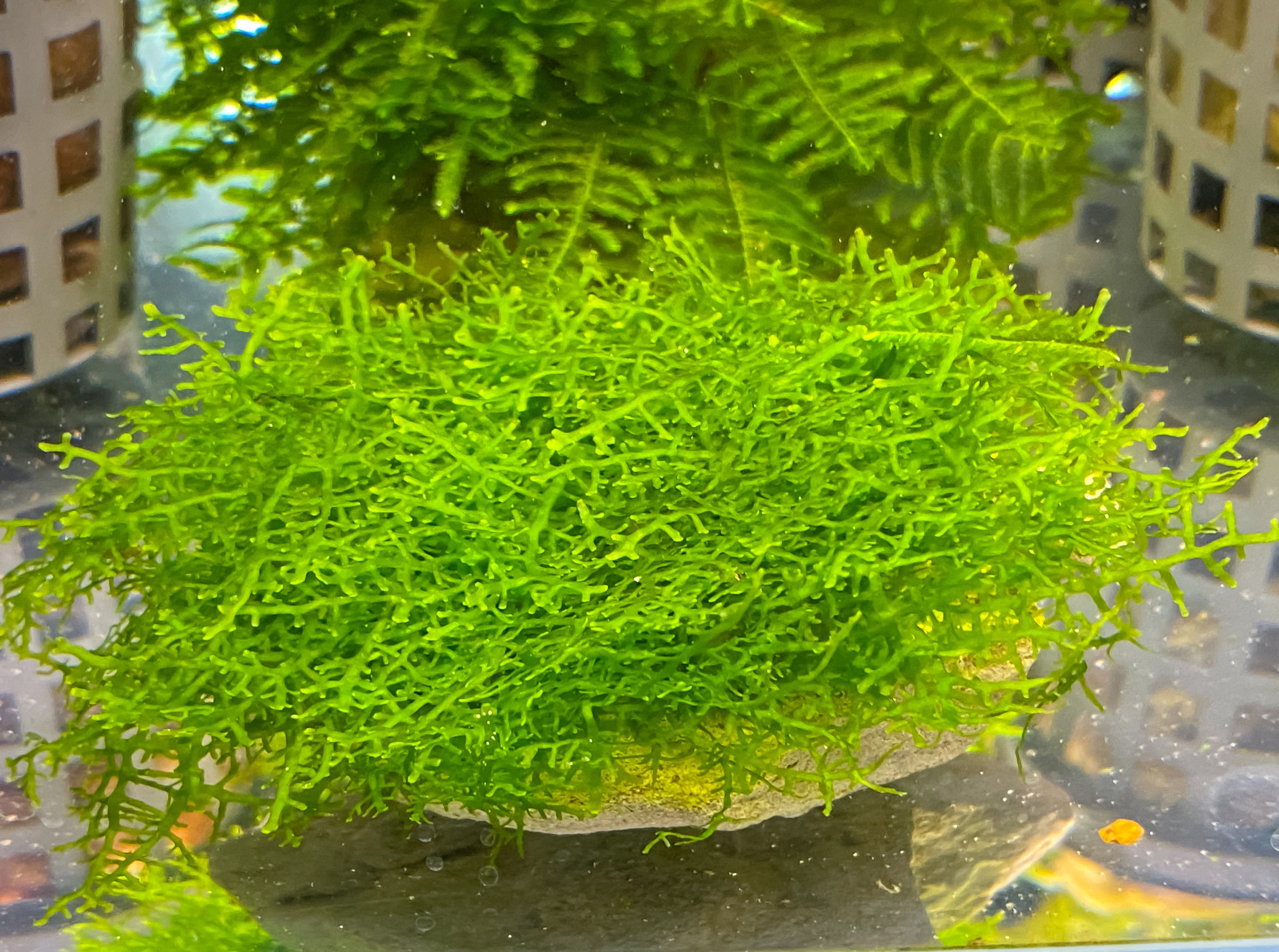 Mini Pellia Moss On Rocks | Fancy Fishes