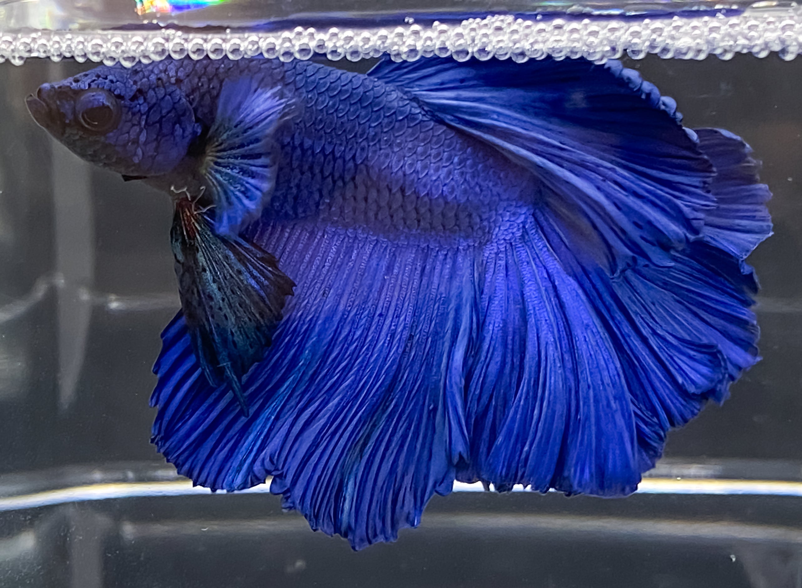 Royal Blue Rose Tail Male | Fancy Fishes