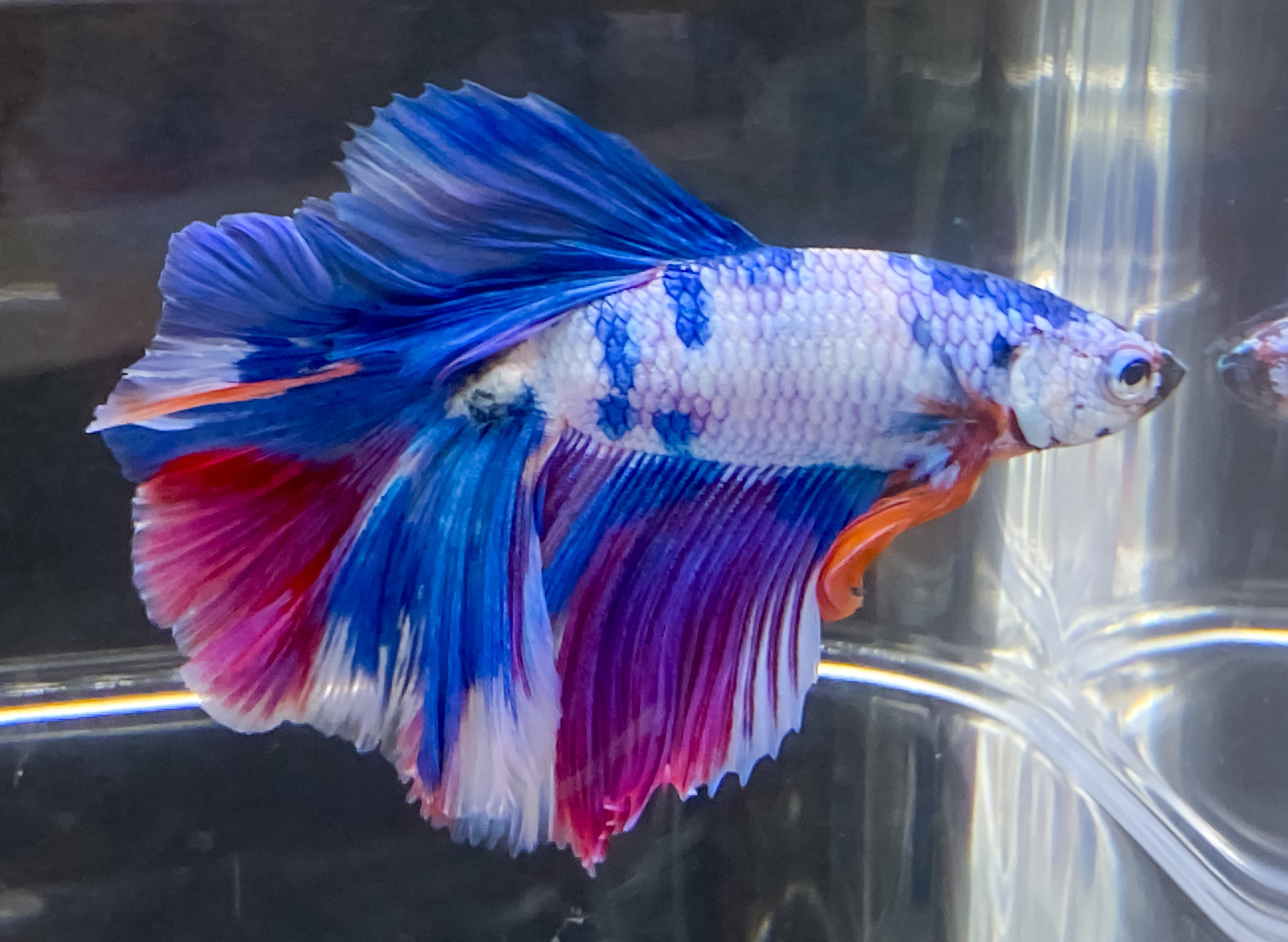 Multicolor Halfmoon Male | Fancy Fishes