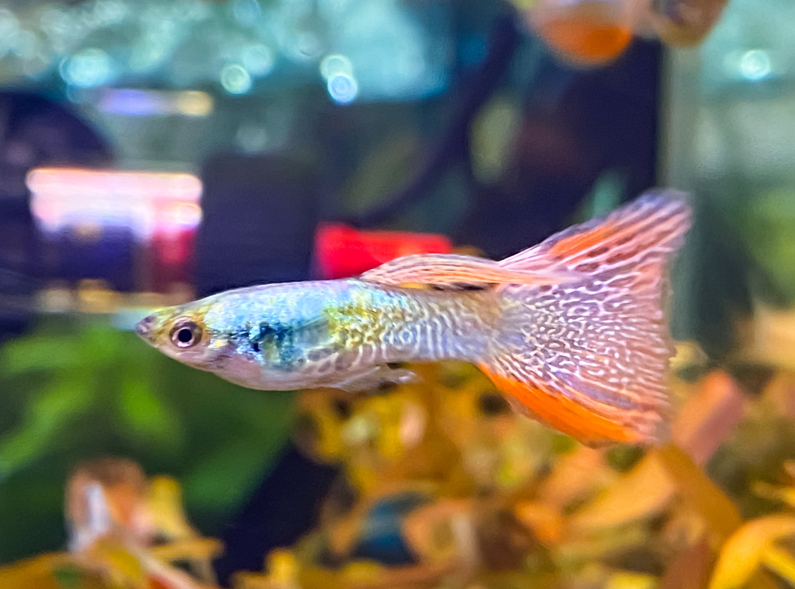 Red Lace Guppy Male | Fancy Fishes