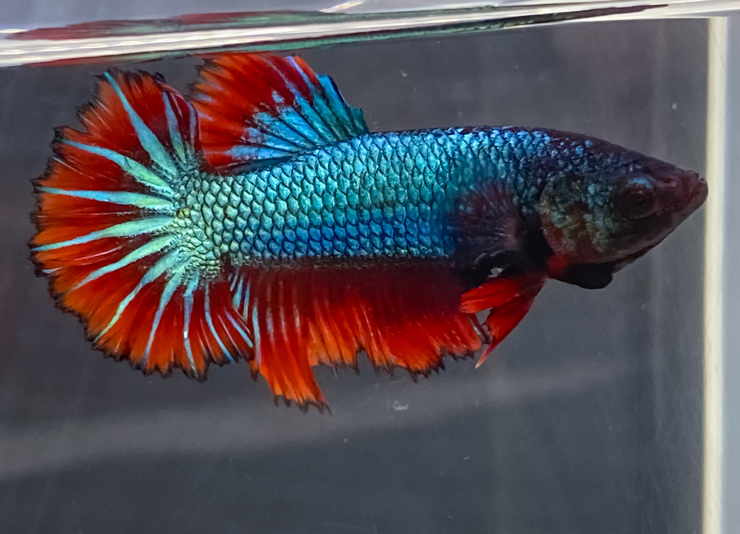 Red Star Tail Halfmoon Female | Fancy Fishes