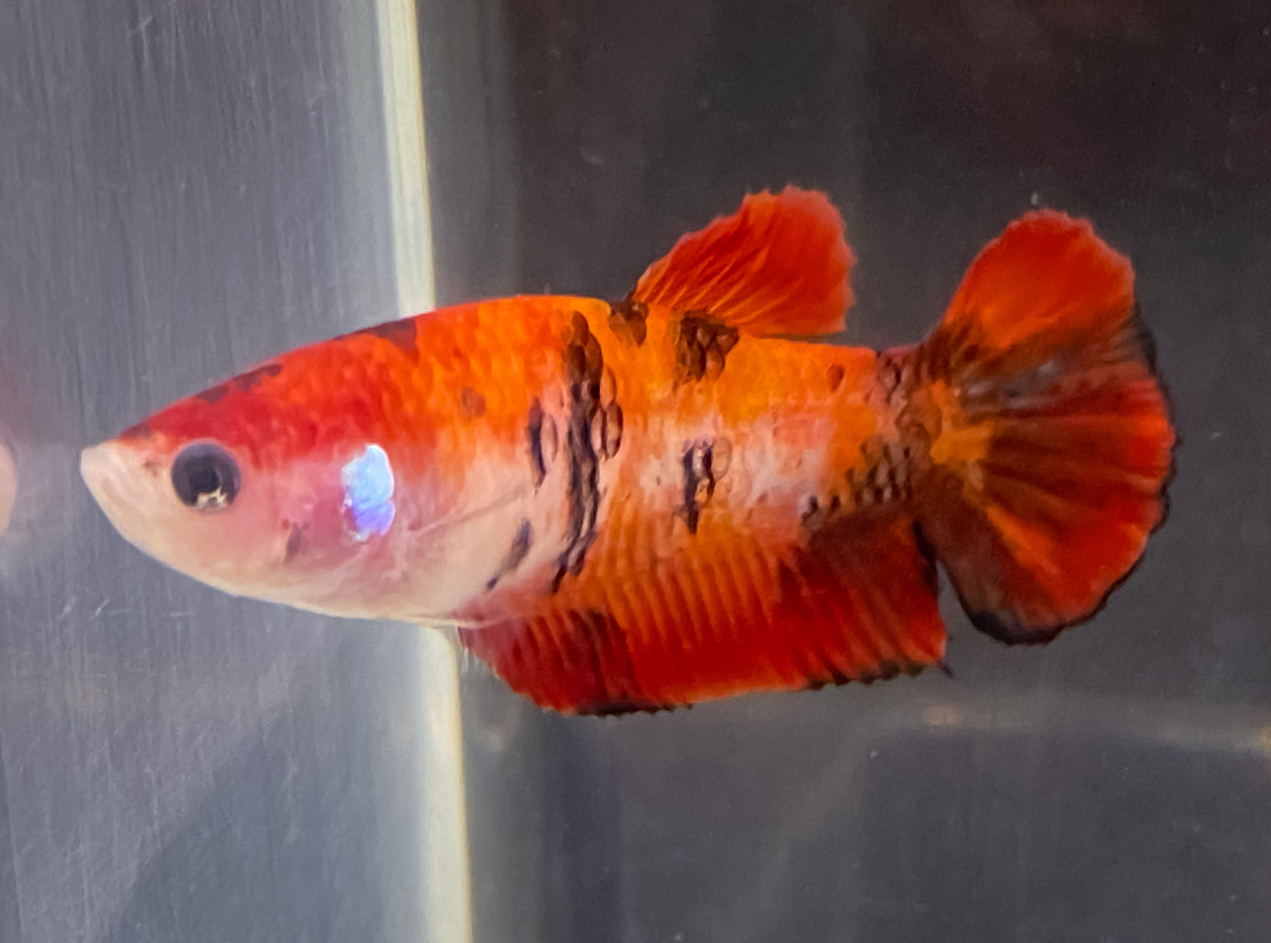 Red Koi HMPK Female | Fancy Fishes
