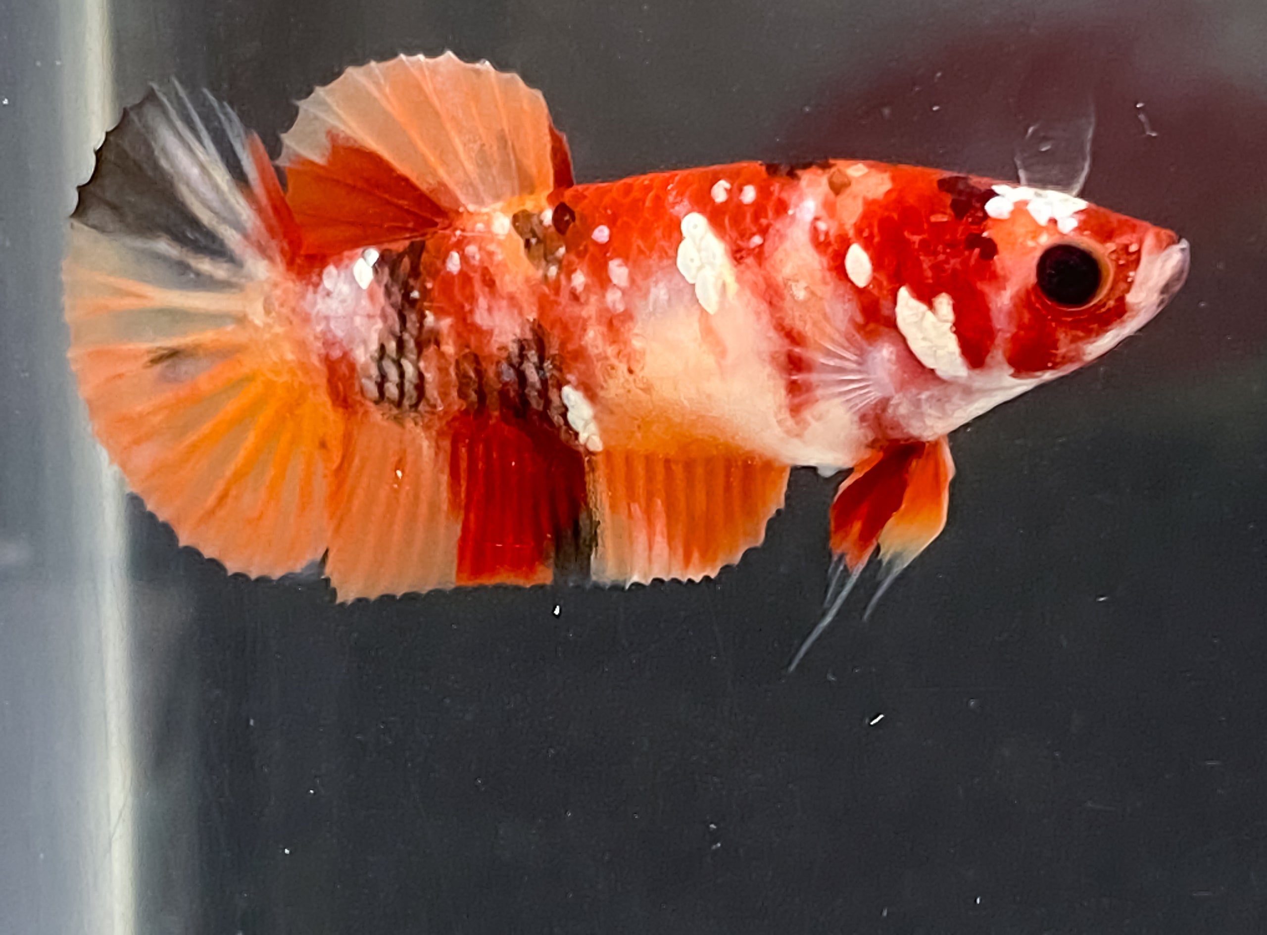 Red Copper Galaxy HMPK Female | Fancy Fishes