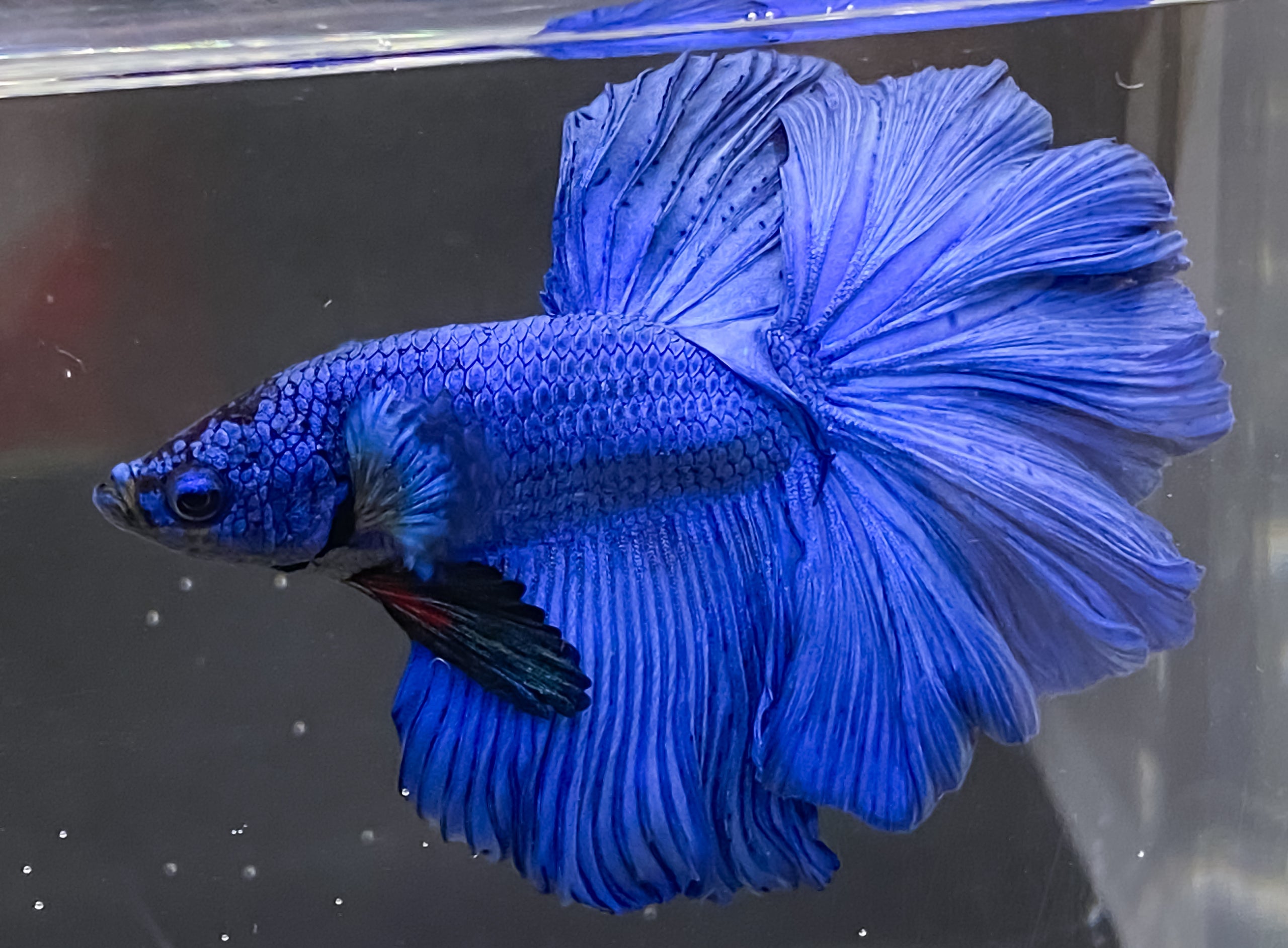 Royal Blue Rosetail Male | Fancy Fishes