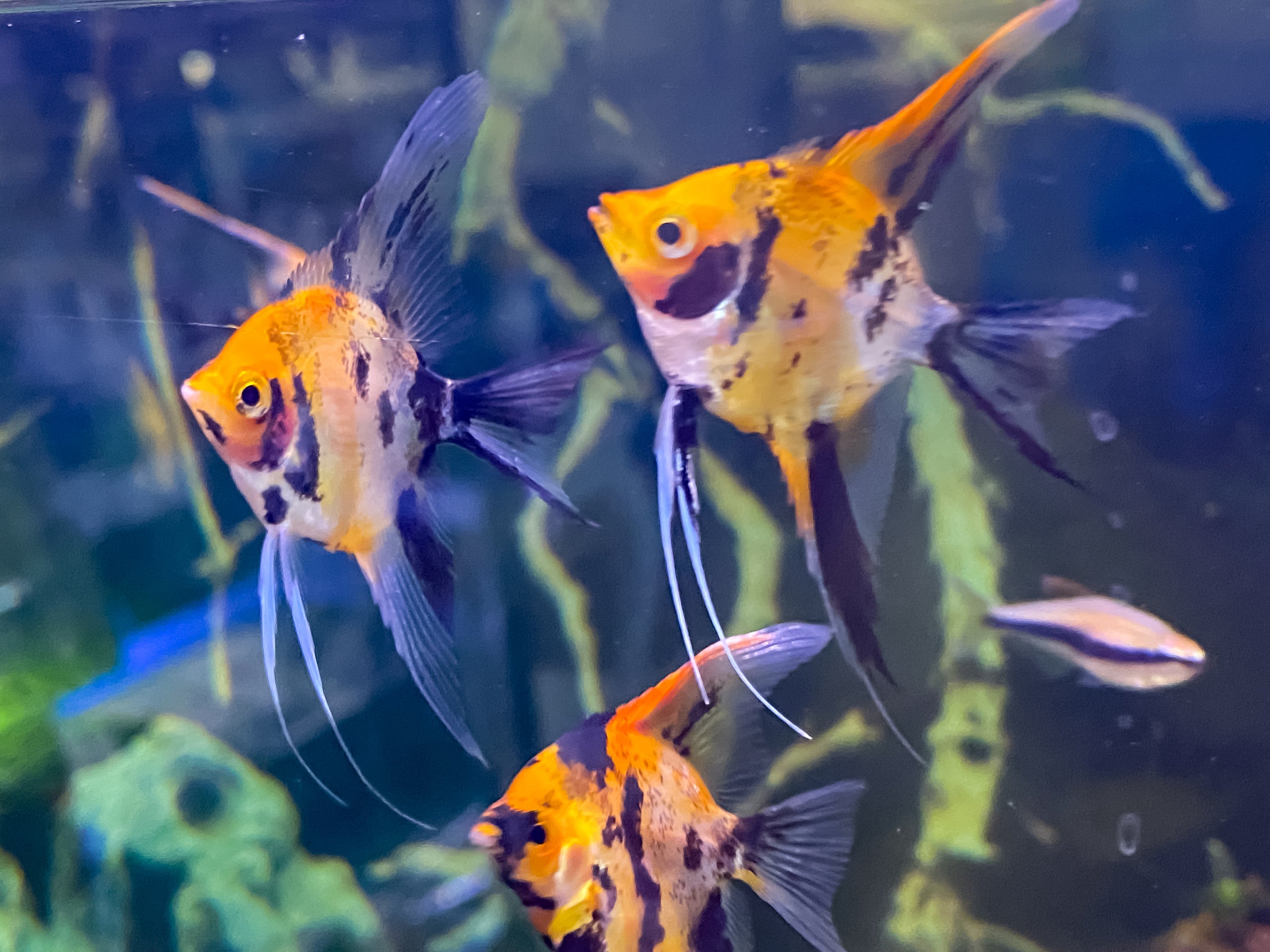 German Red Devil Angelfish | Fancy Fishes