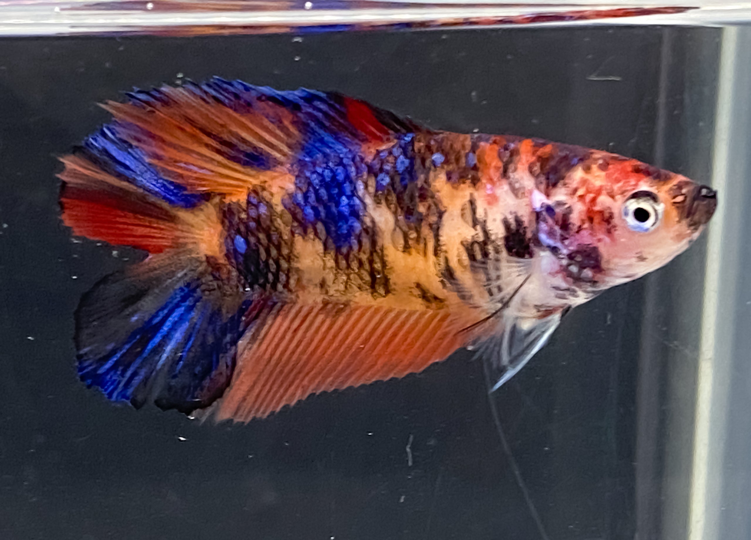 Nemo Tiger Double Tail Female | Fancy Fishes