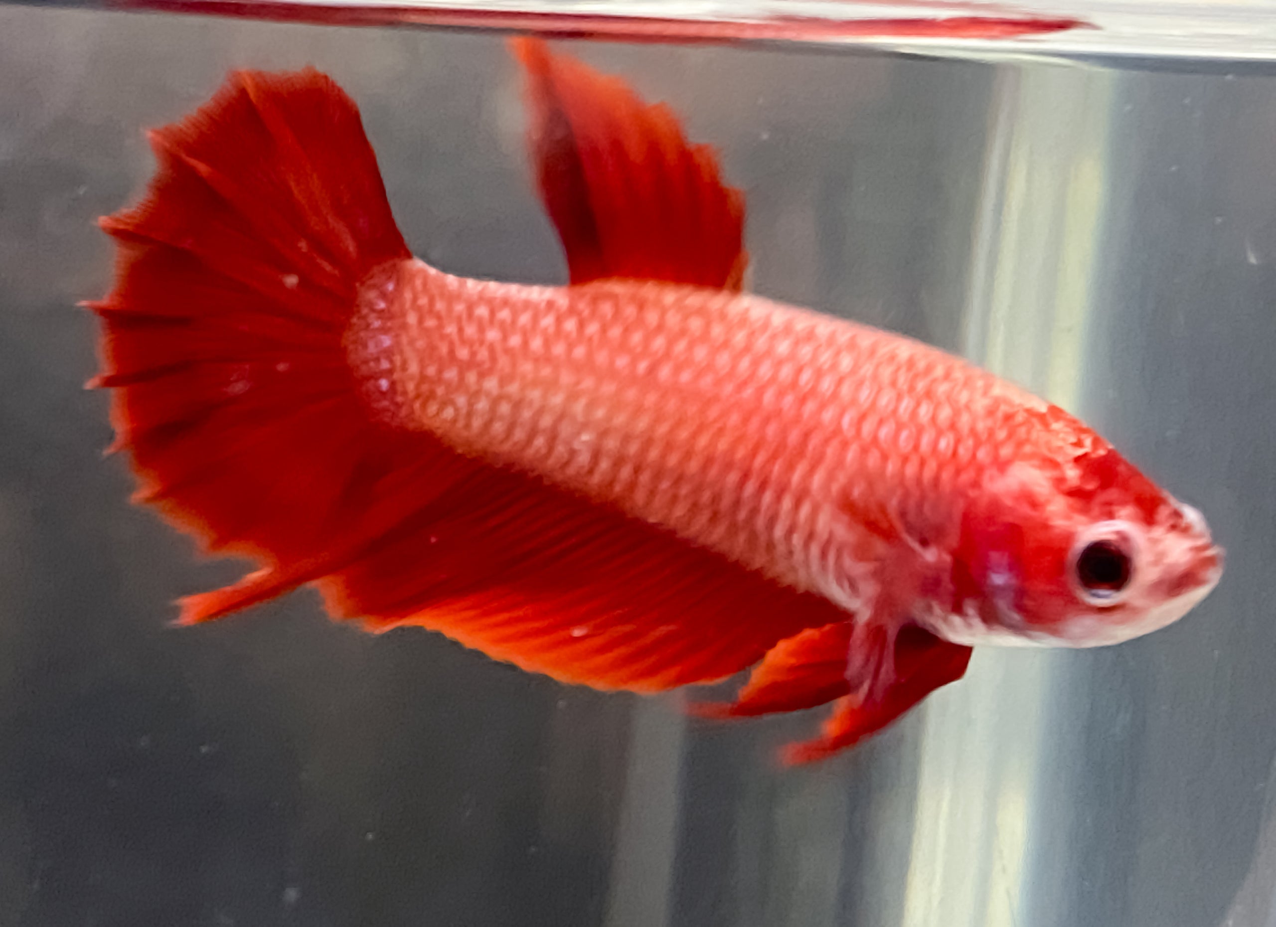 Red Halfmoon Female | Fancy Fishes