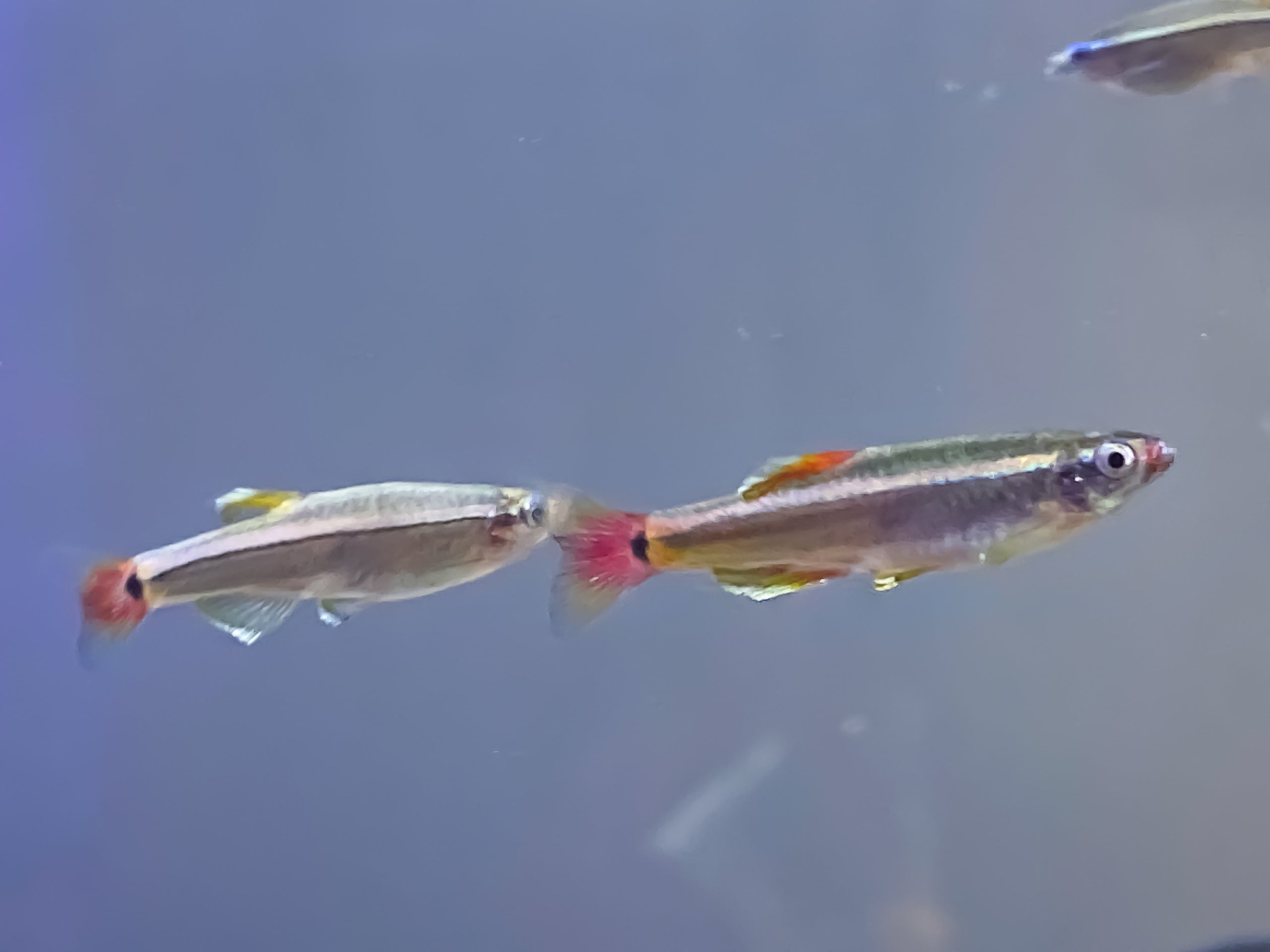 White Cloud Minnow | Fancy Fishes