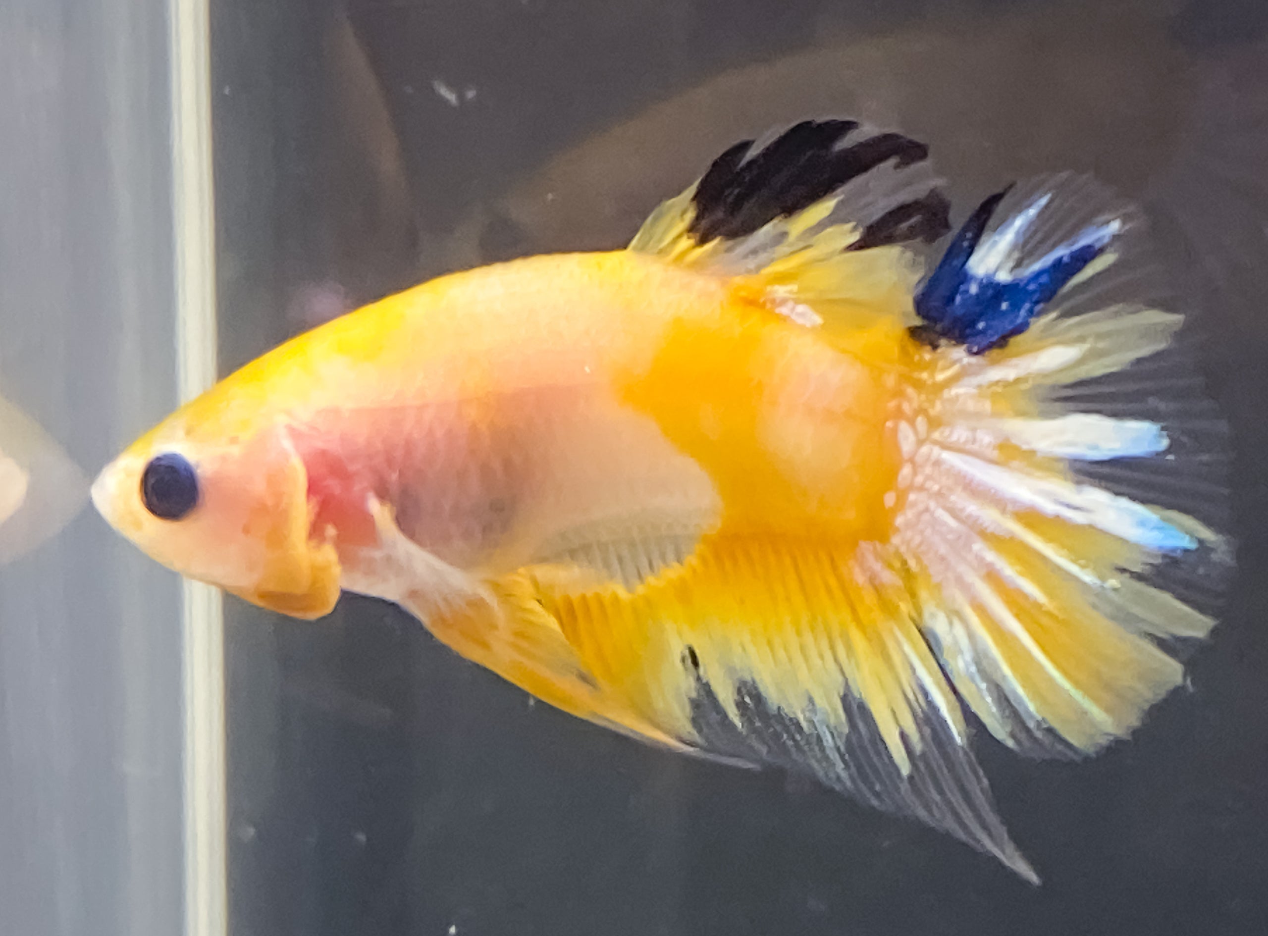 Yellow Hellboy HMPK Male | Fancy Fishes