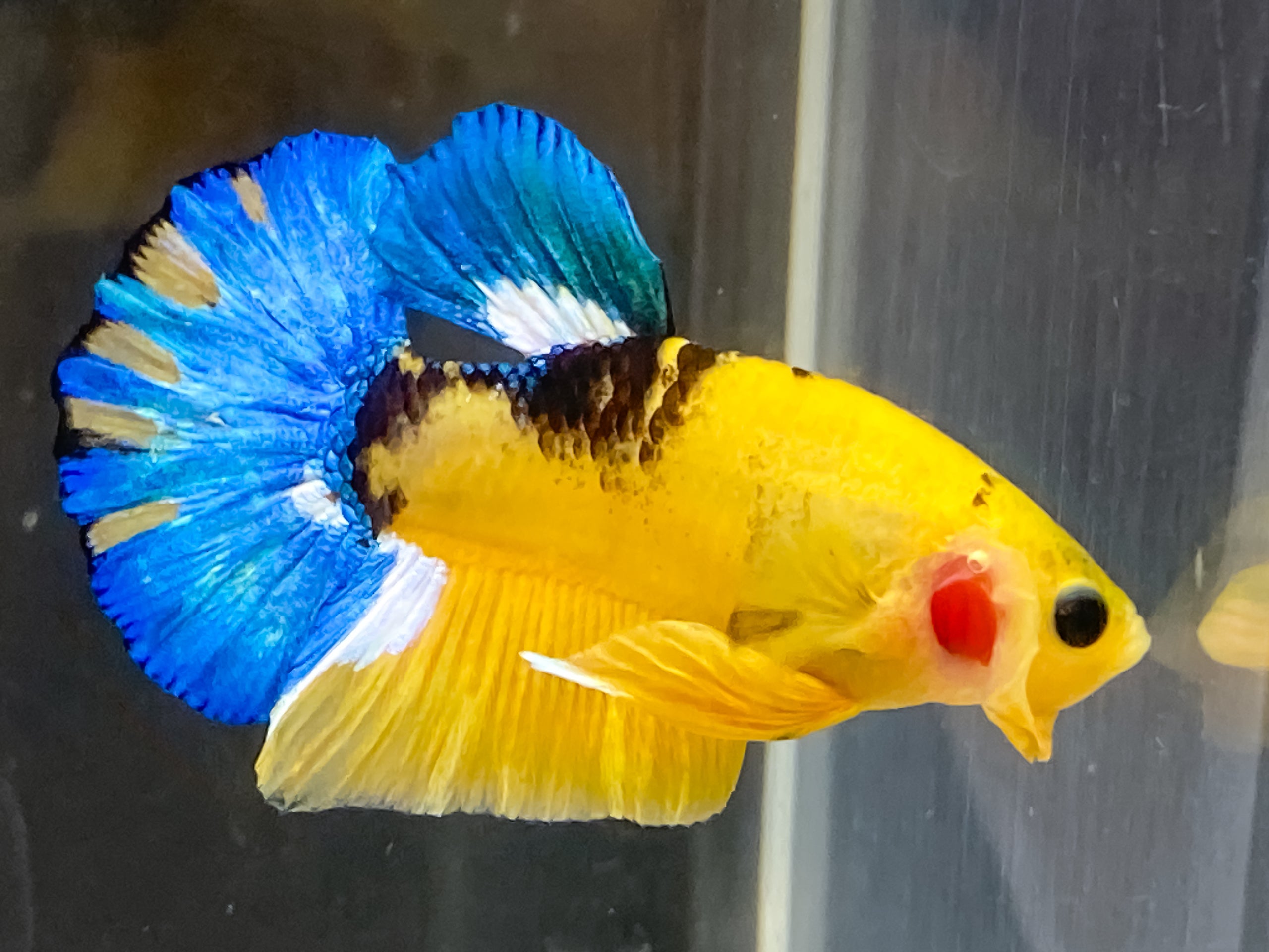 Yellow Hellboy HMPK Male | Fancy Fishes