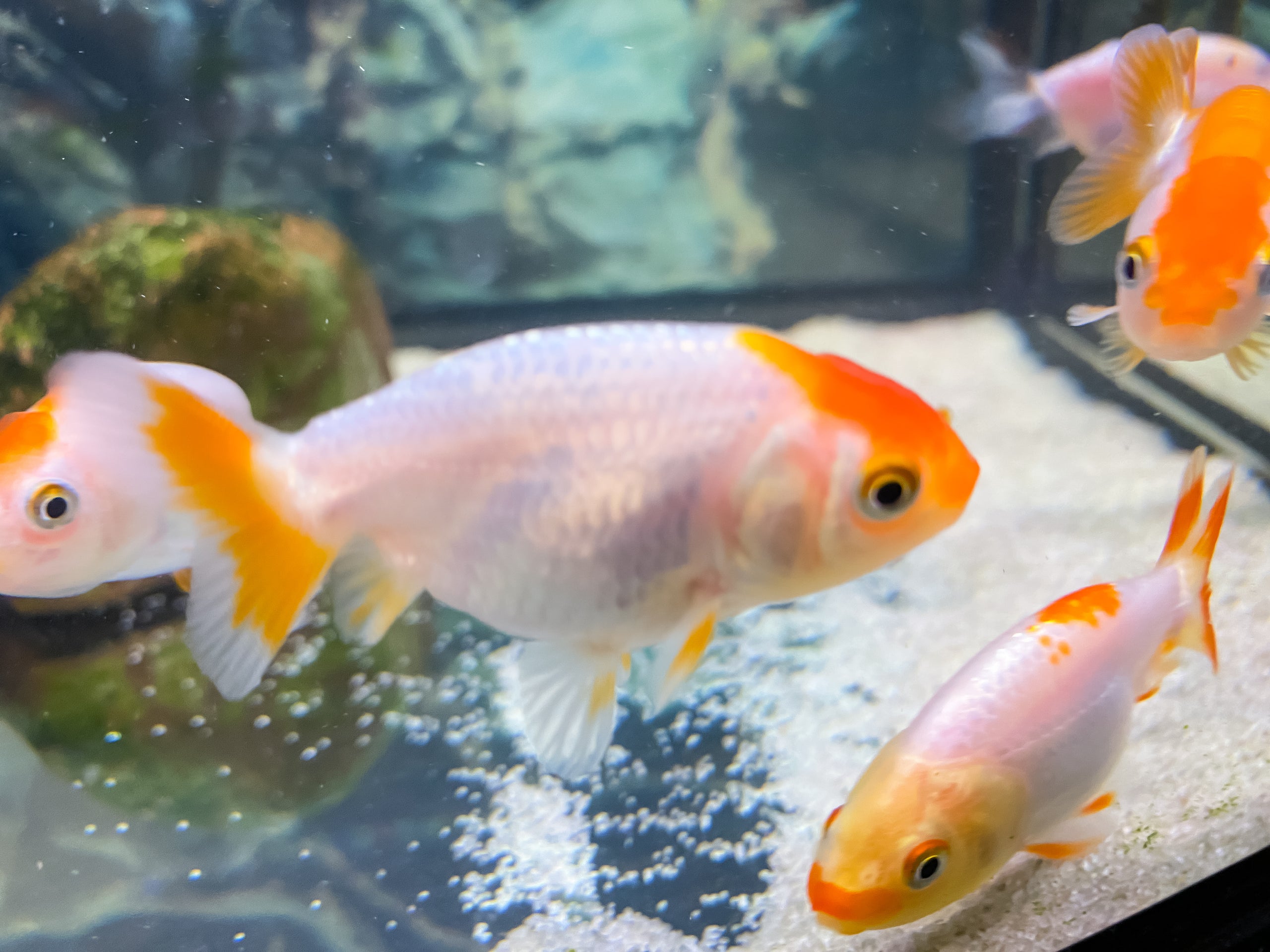 Orange and White Ranchu | Fancy Fishes