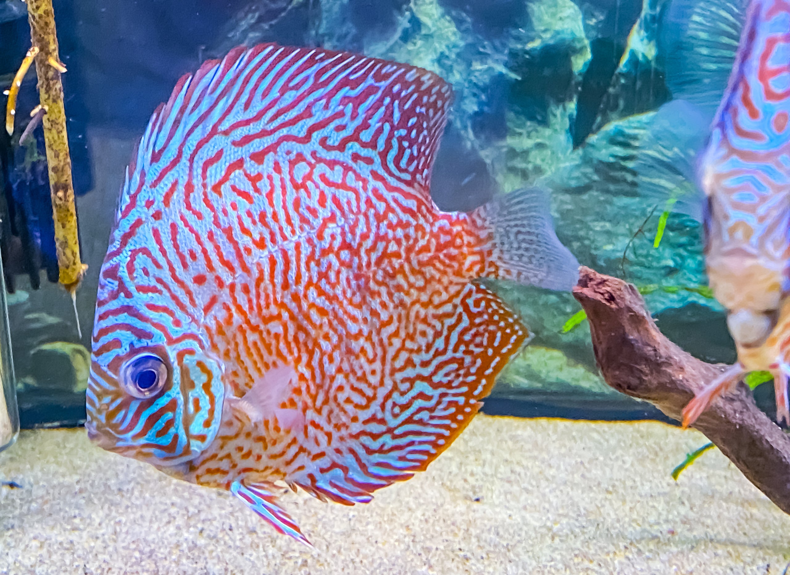 Tiger Turquoise Discus 10-11cm | Fancy Fishes