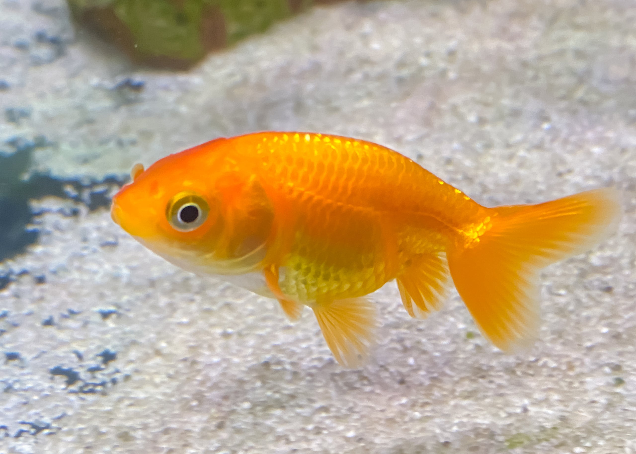 Orange Ranchu | Fancy Fishes