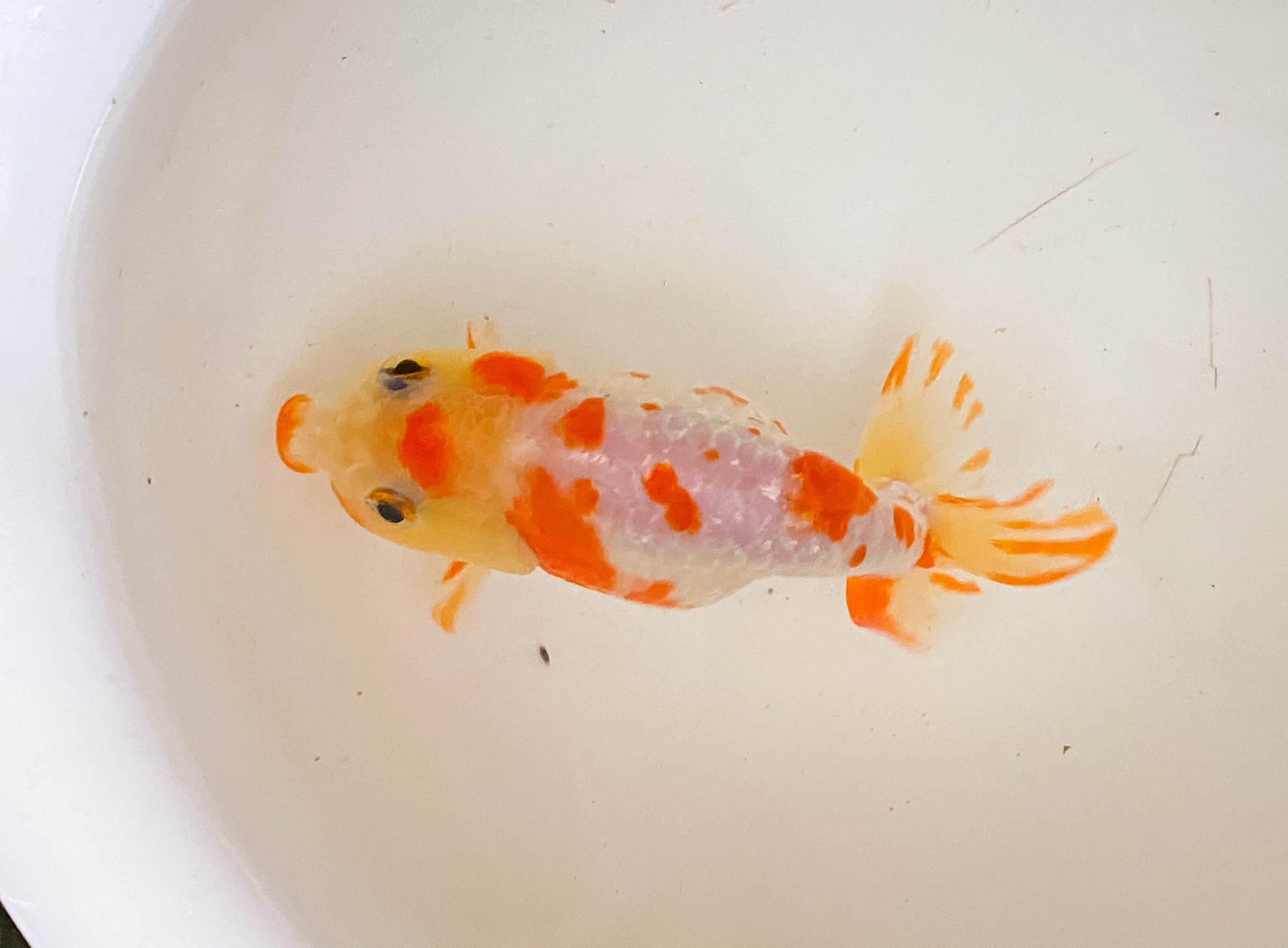 Community Fish | Fancy Fishes