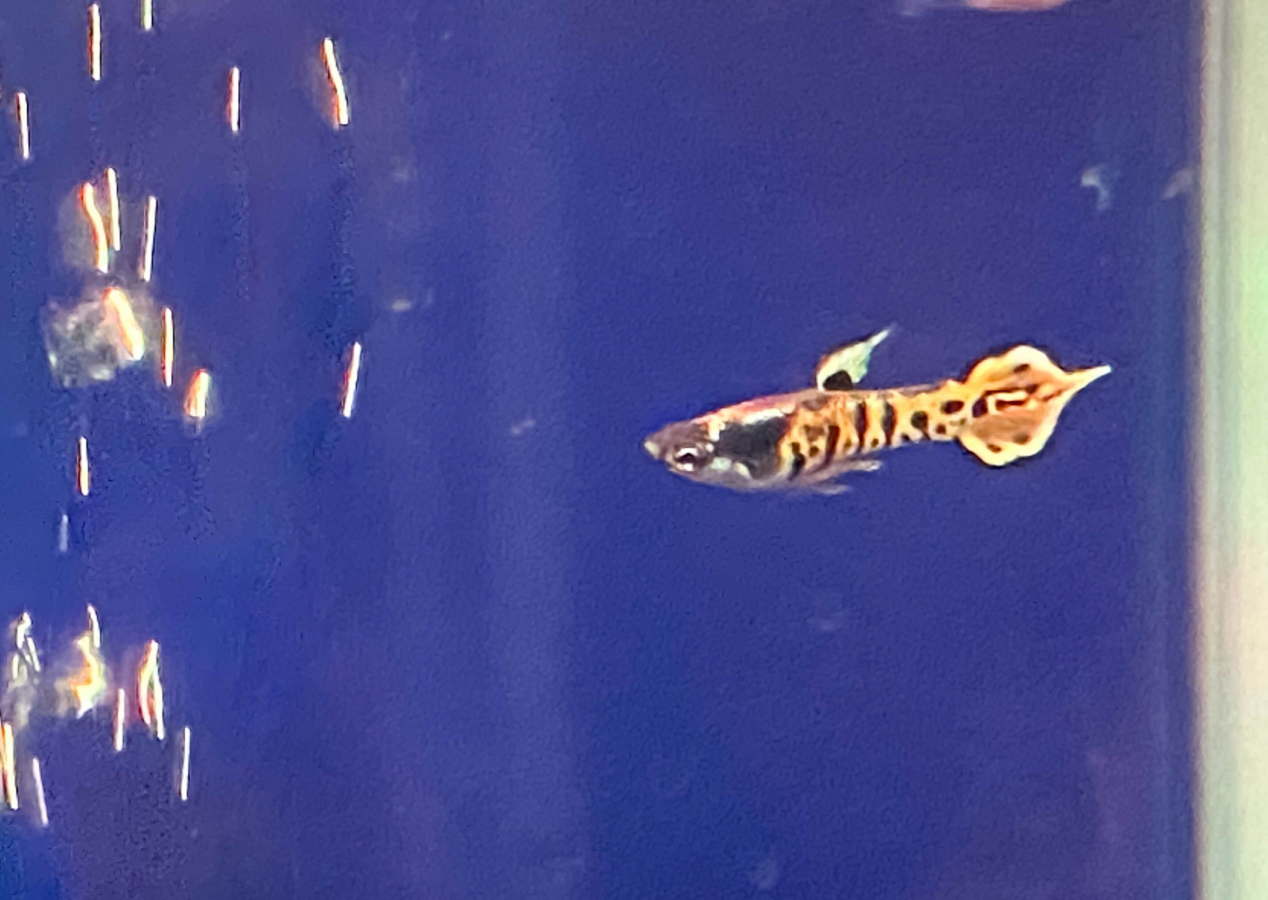 Tiger Endler | Fancy Fishes