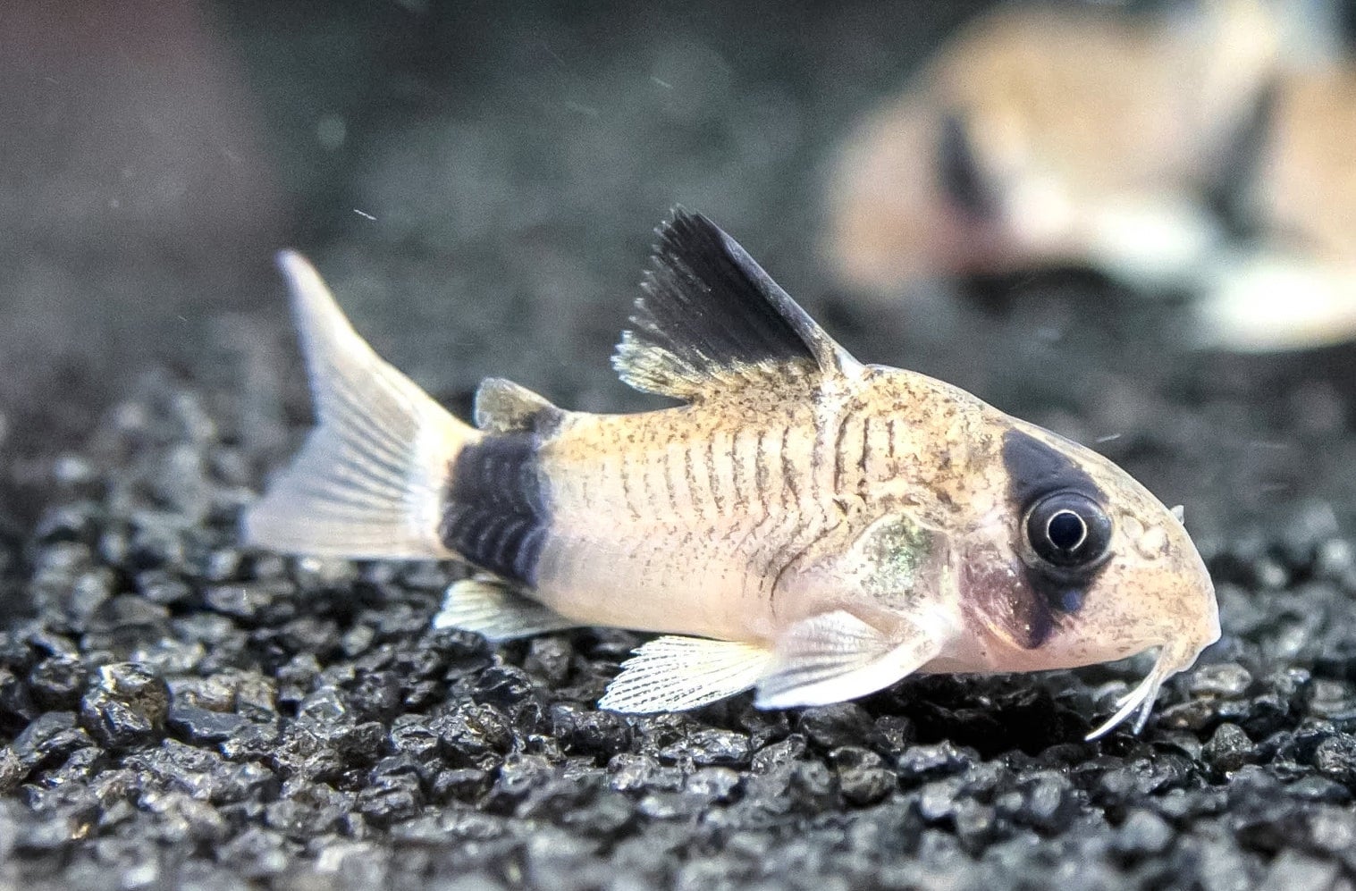 Panda Corydora | Fancy Fishes