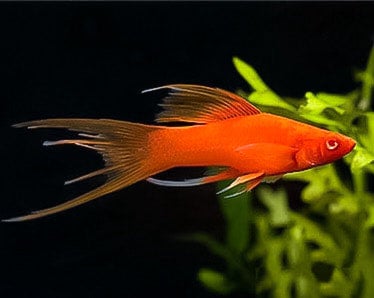 Community Fish | Fancy Fishes