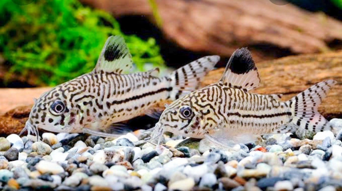 Community Fish | Fancy Fishes