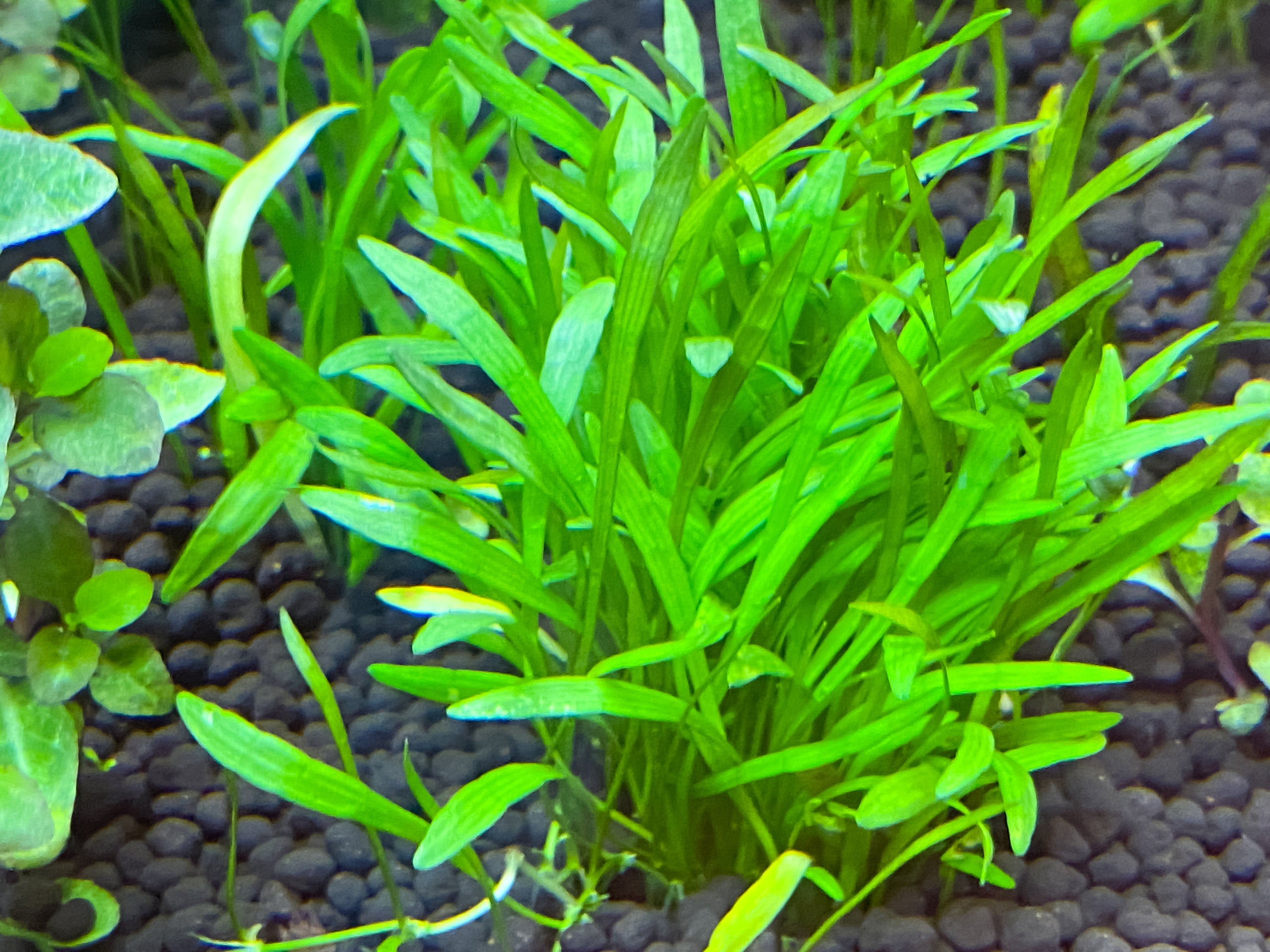 Lilaeopsis Brasiliensis (Micro Sword Grass) | Fancy Fishes