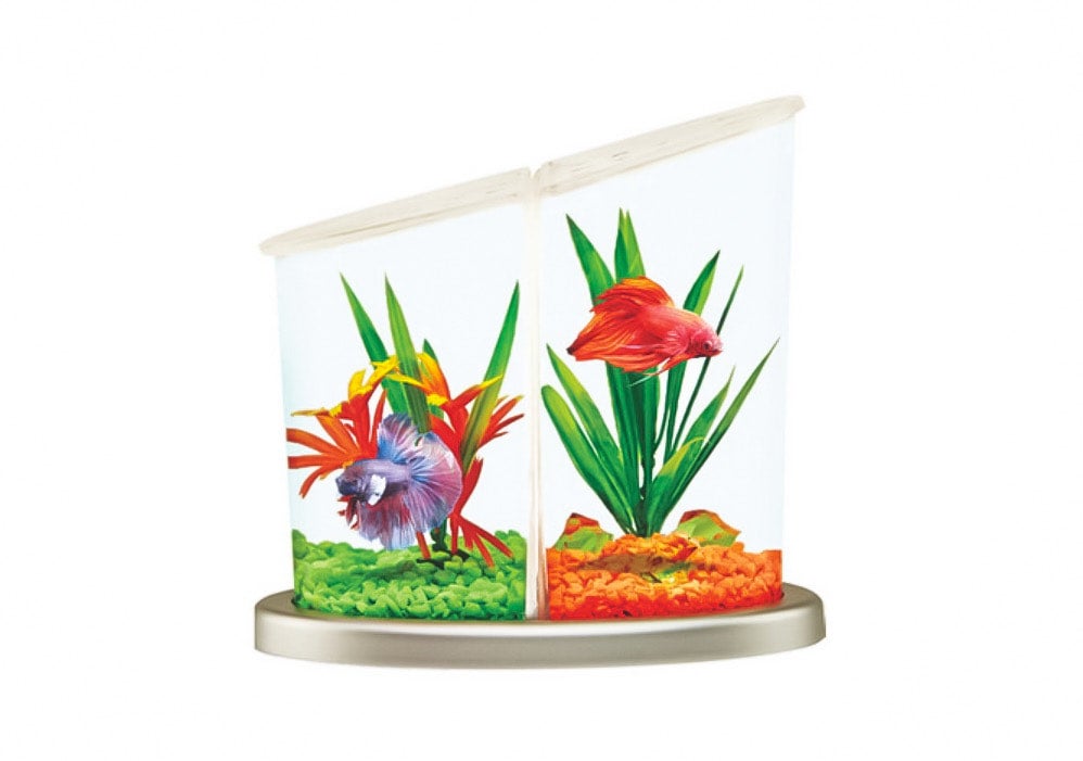 Betta Duplex Aquarium | Fancy Fishes