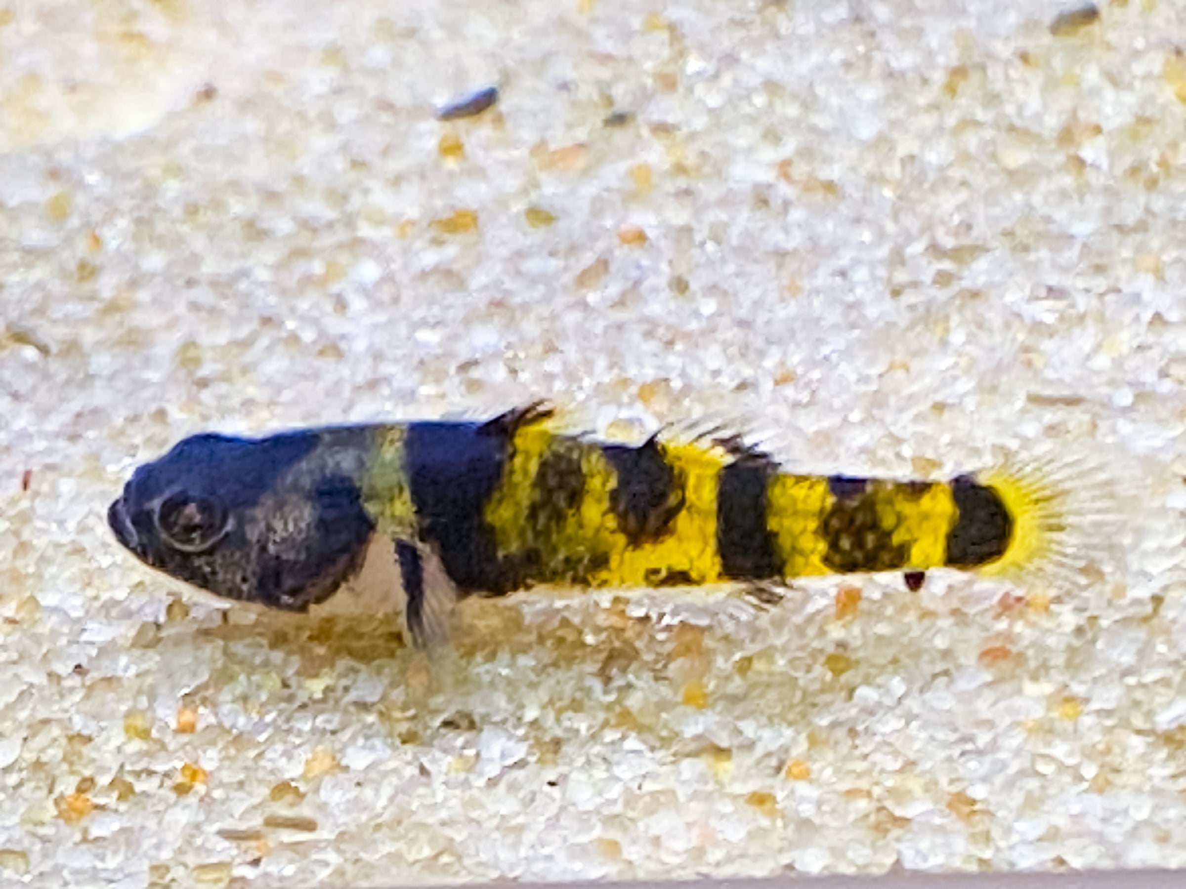 Community Fish | Fancy Fishes