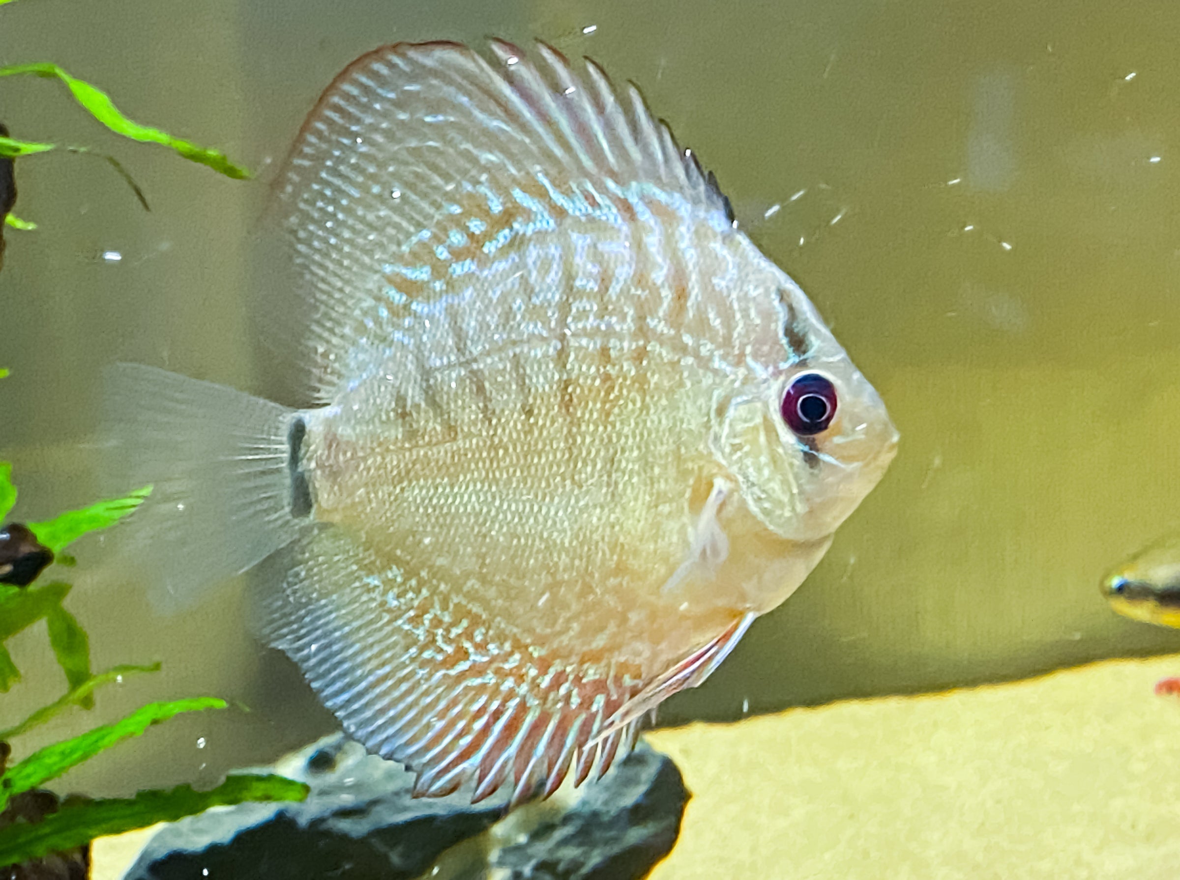 Community Fish | Fancy Fishes