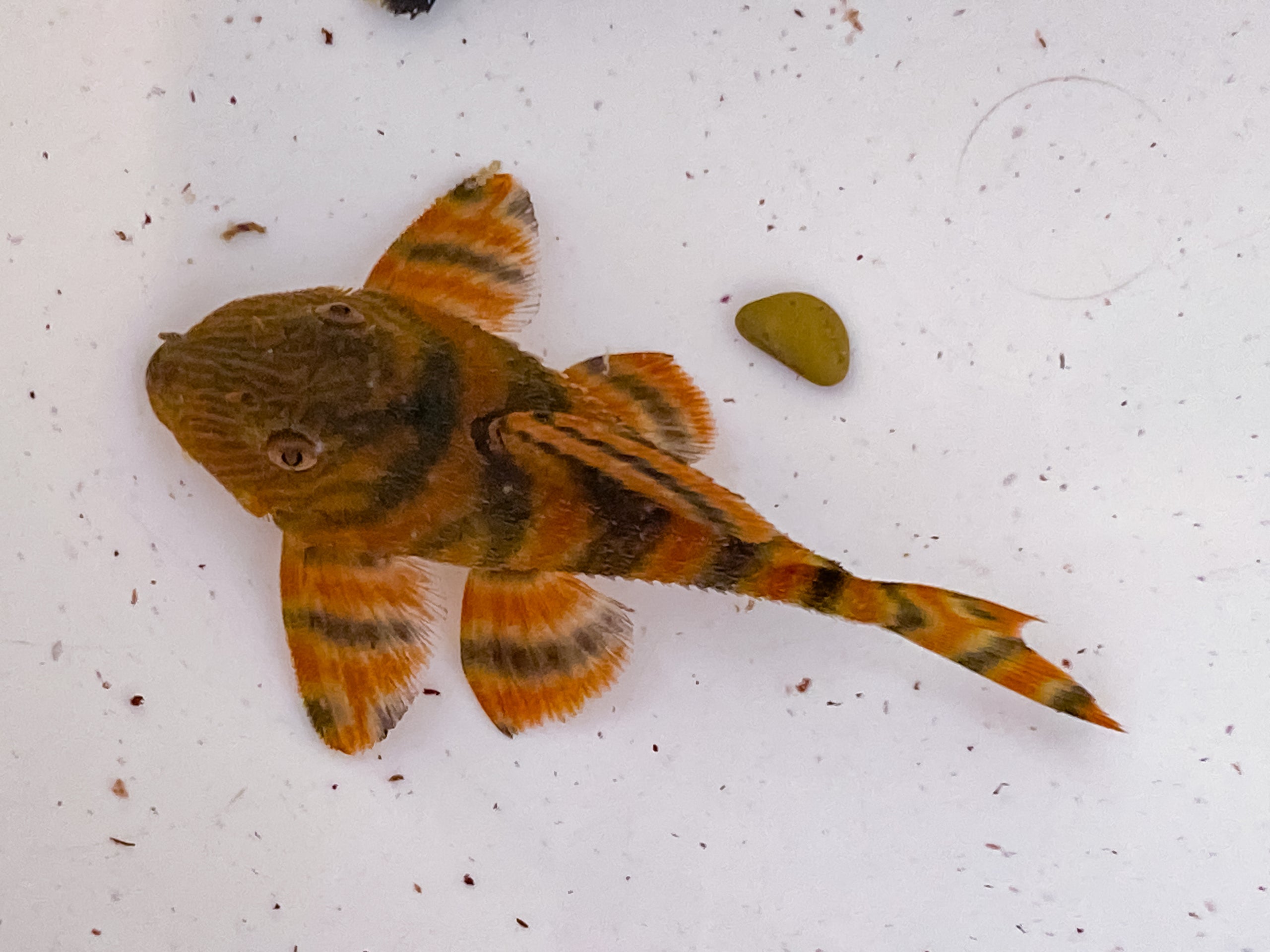 Tiger Pleco L397 (8 - 10cm) | Fancy Fishes