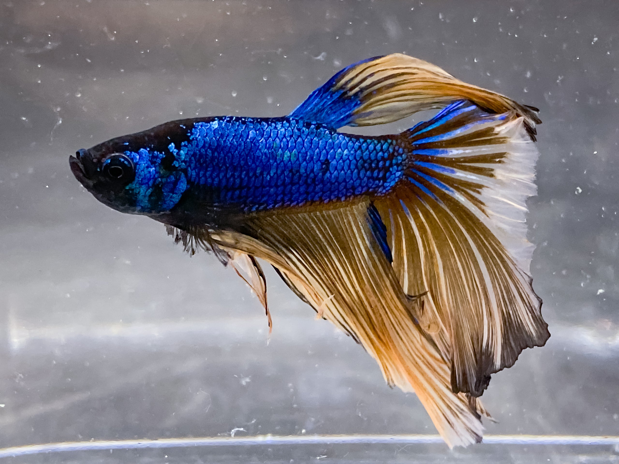 Blue Super Delta Male | Fancy Fishes