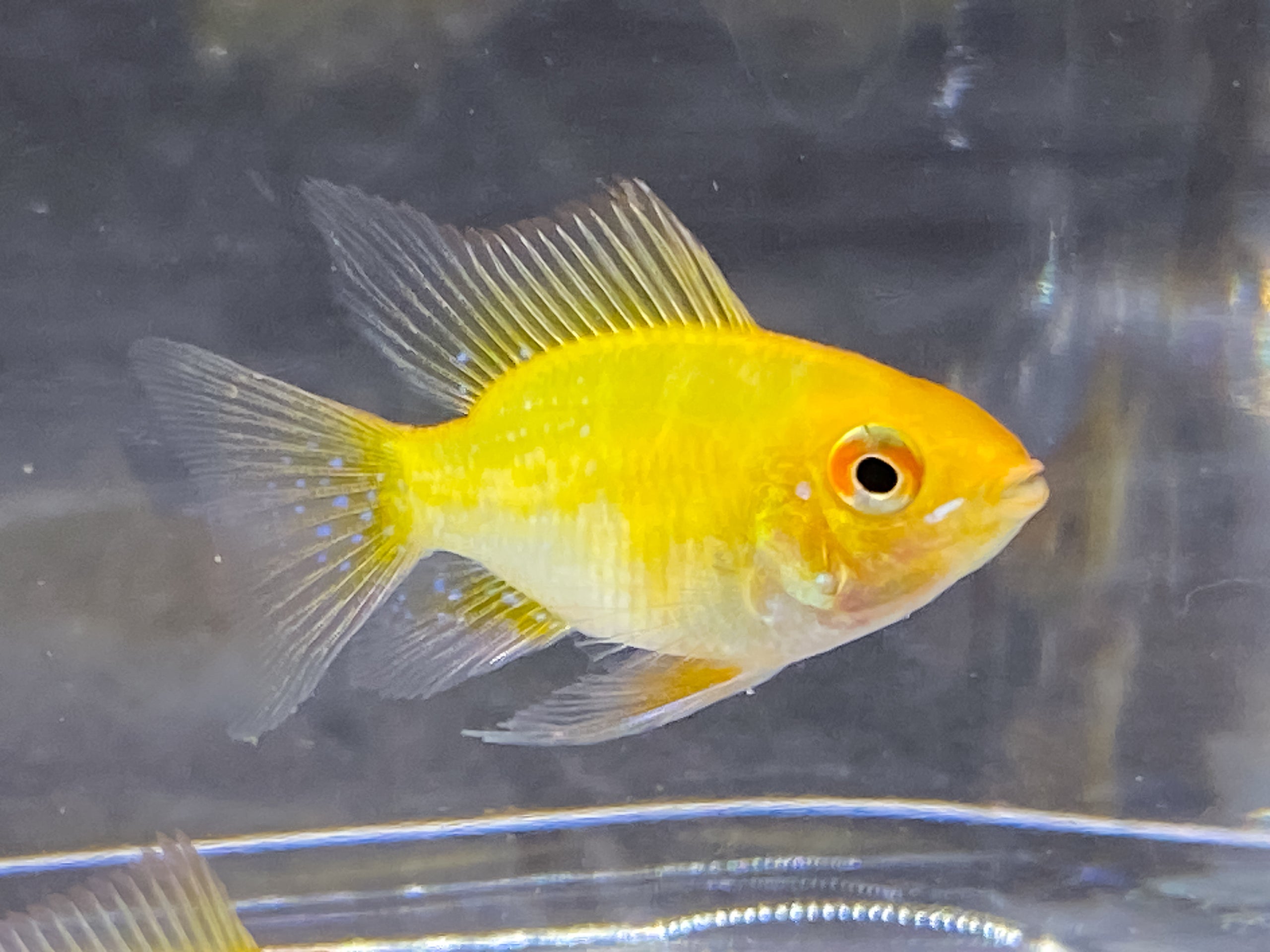 Gold Balloon Ram | Fancy Fishes