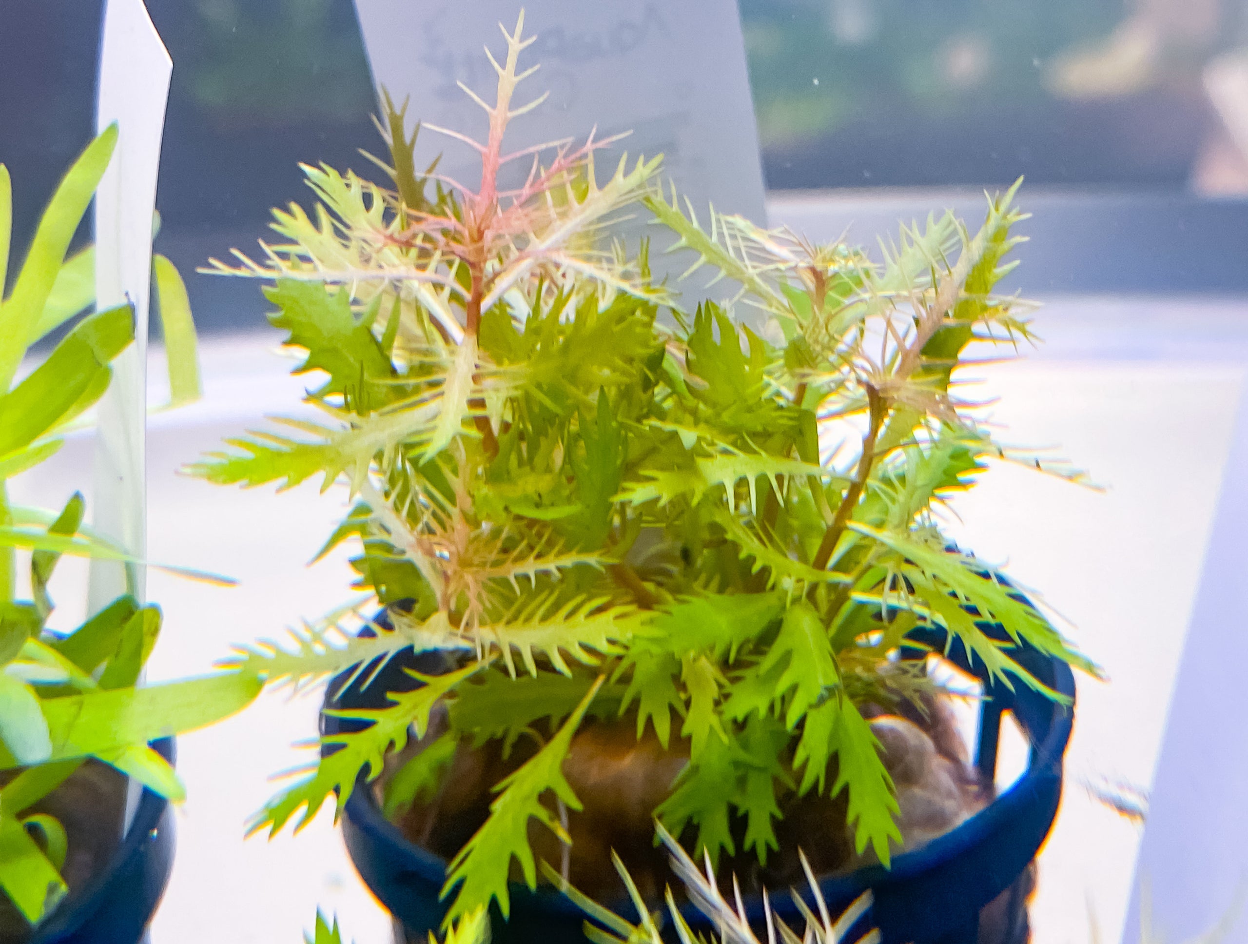Proserpinaca Palustris (Mermaid Weed) | Fancy Fishes