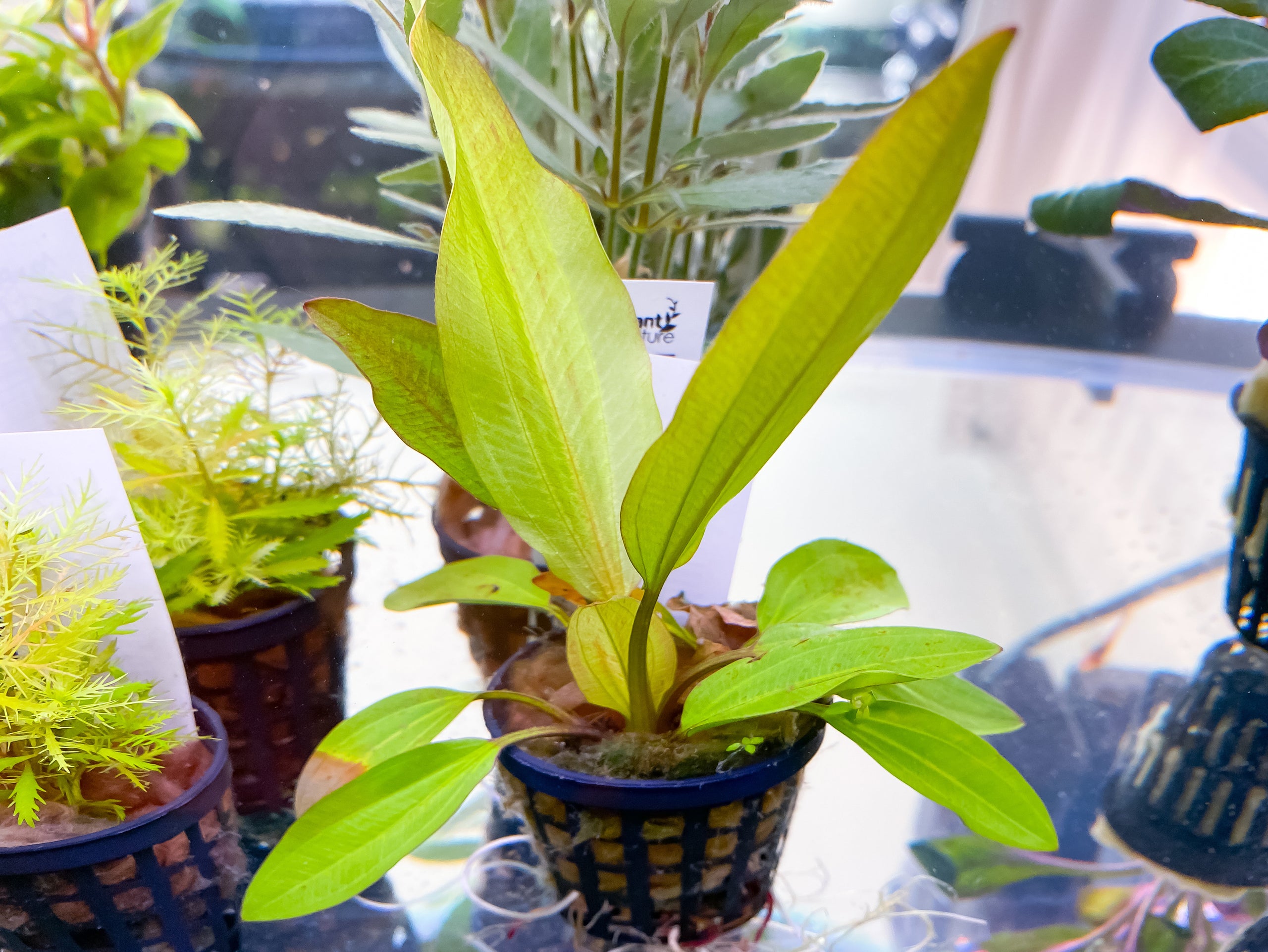 Echinodorus Cordifolius (Radican Sword) | Fancy Fishes