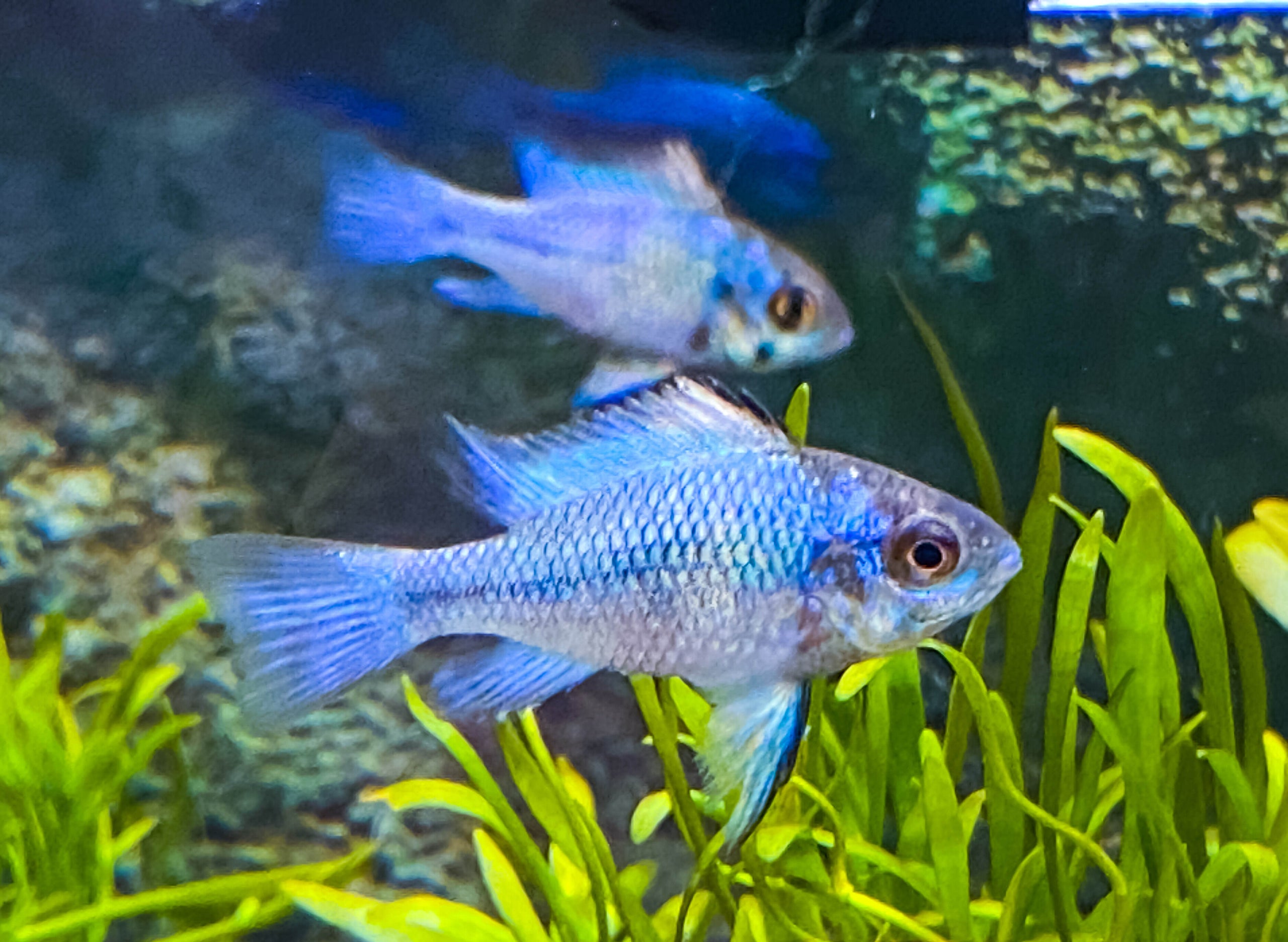 Electric Blue Ram | Fancy Fishes