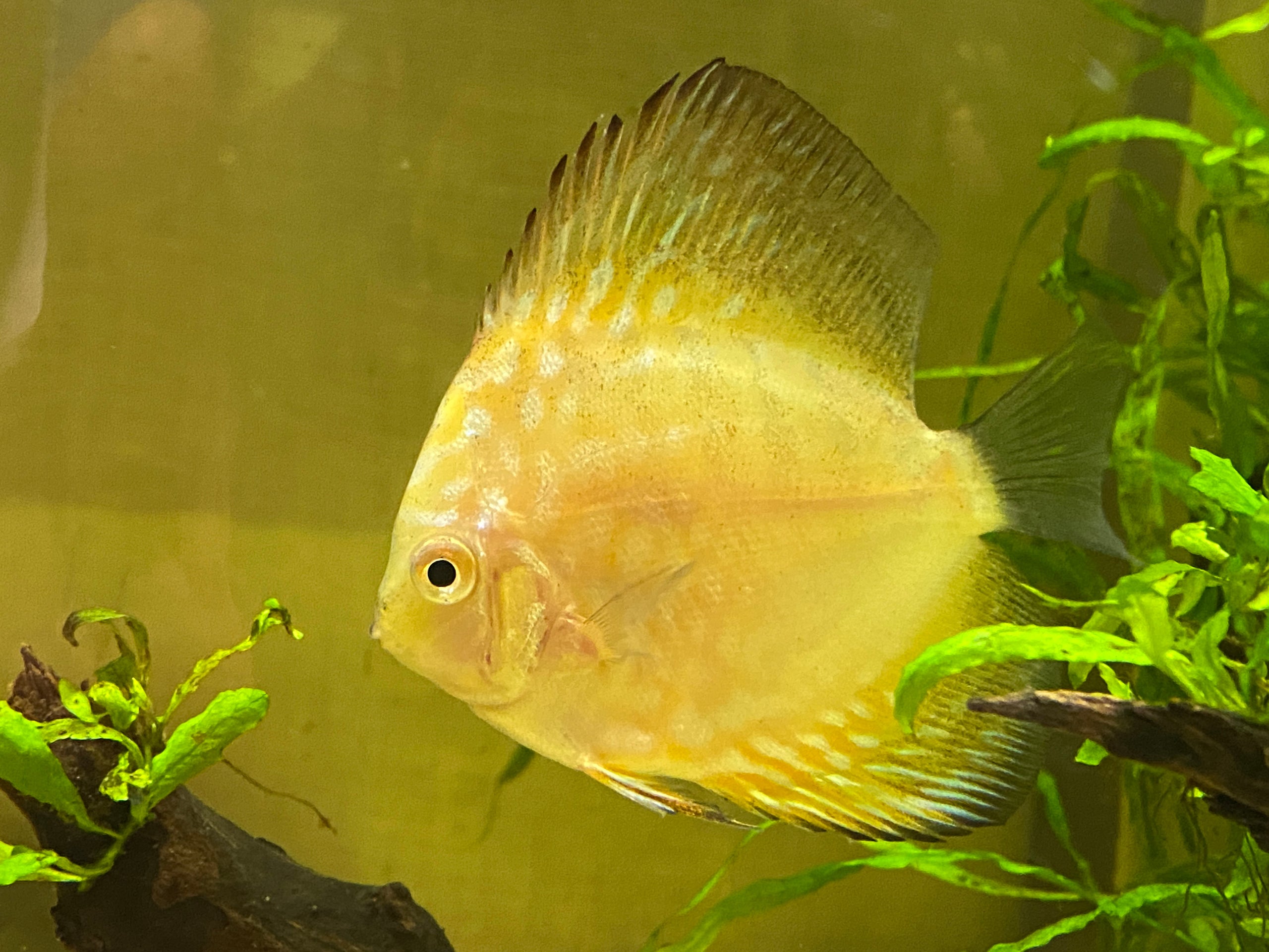 Yellow Pigeon Checkerboard Discus | Fancy Fishes